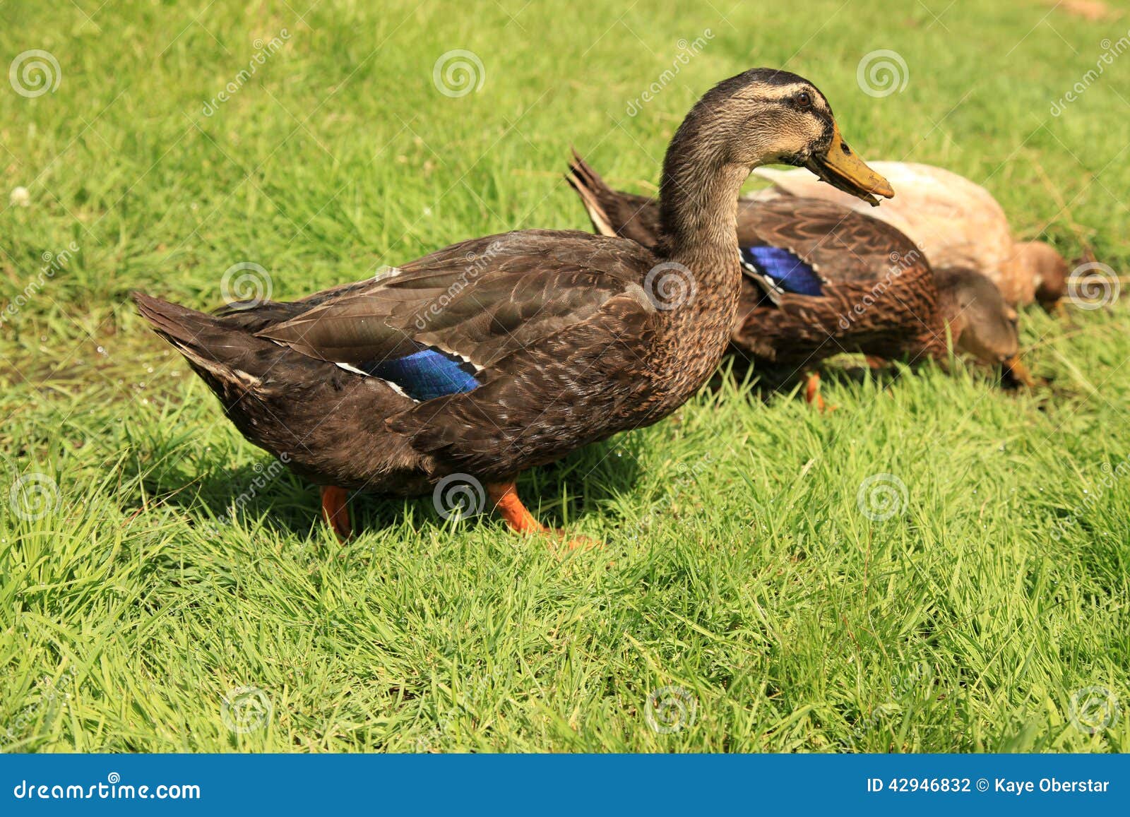 Rouen Duck Standing Against Pink Background Stock Photography ...