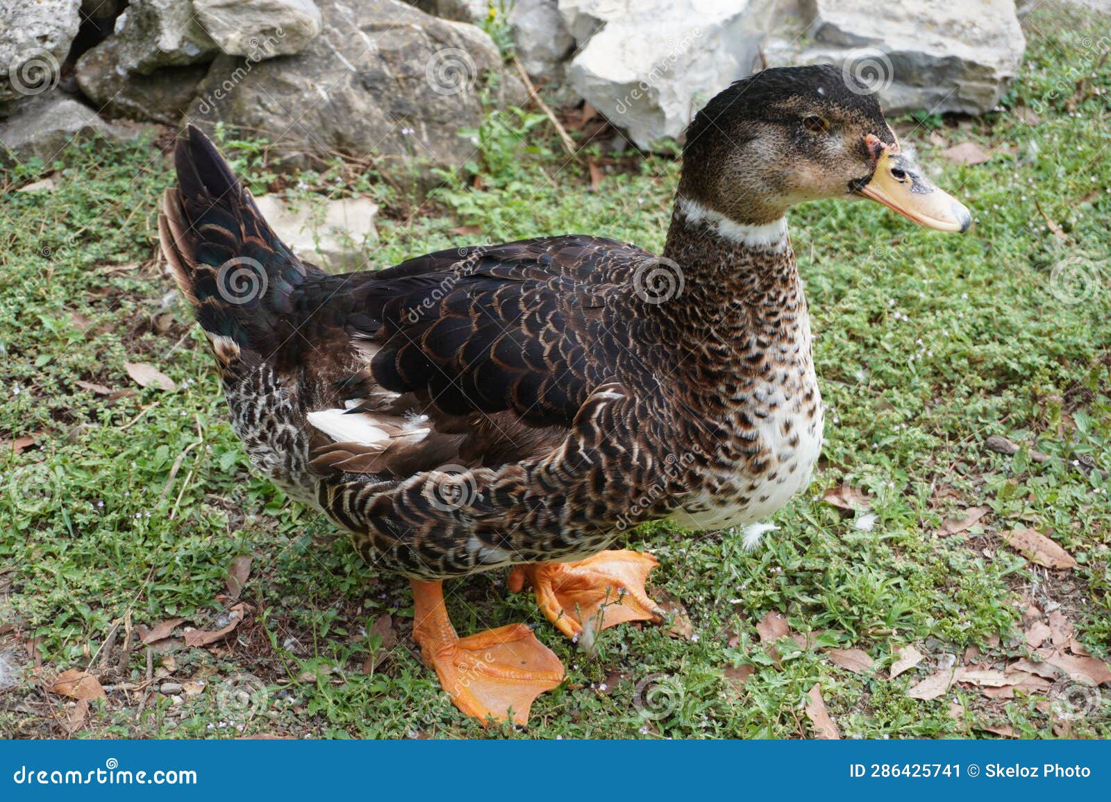 Rouen Duck with Tail Raised in a Green Meadow Stock Image - Image of ...