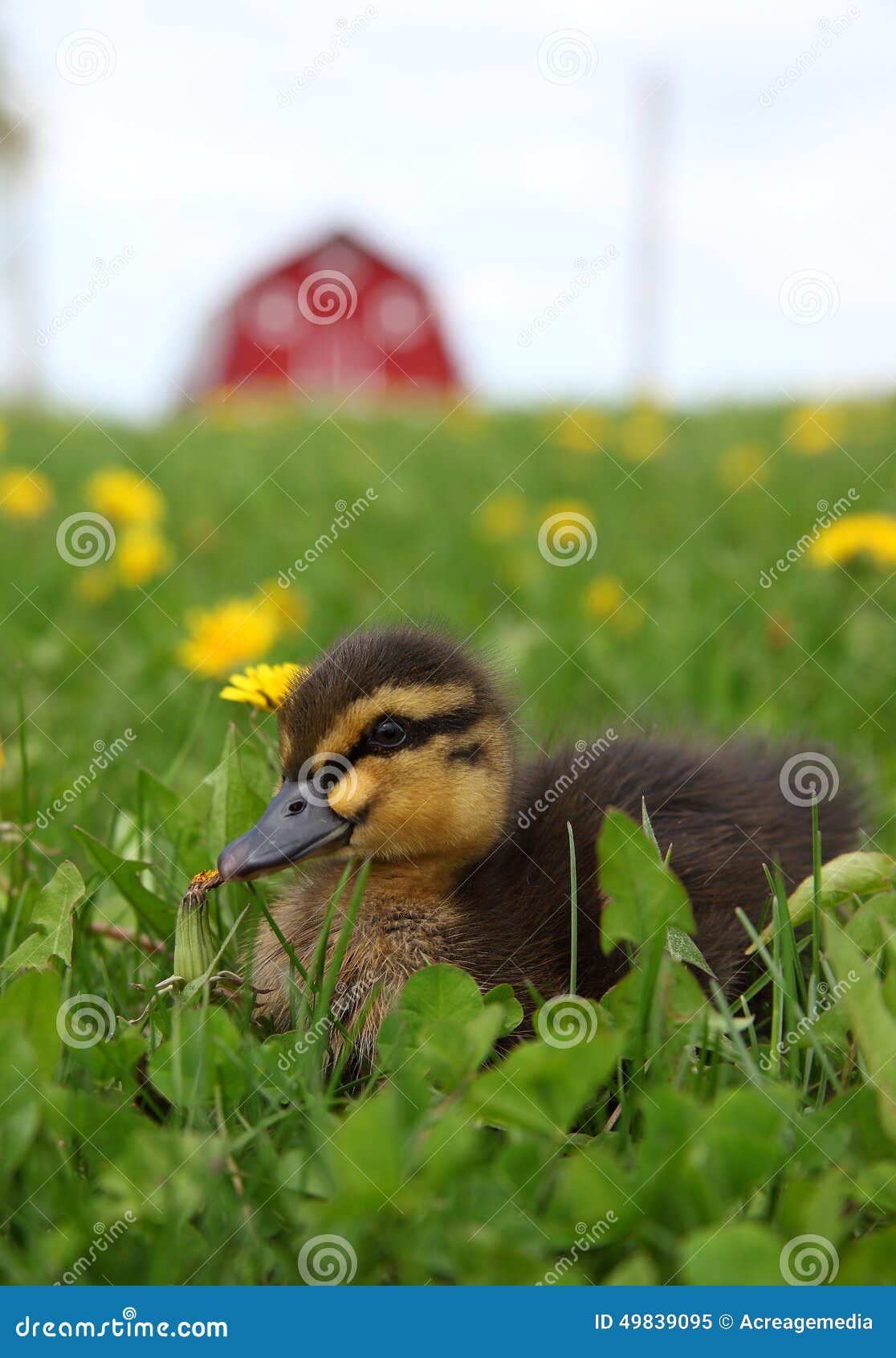 Rouen Duckling stock image. Image of farm, flowers, poultry - 49839095