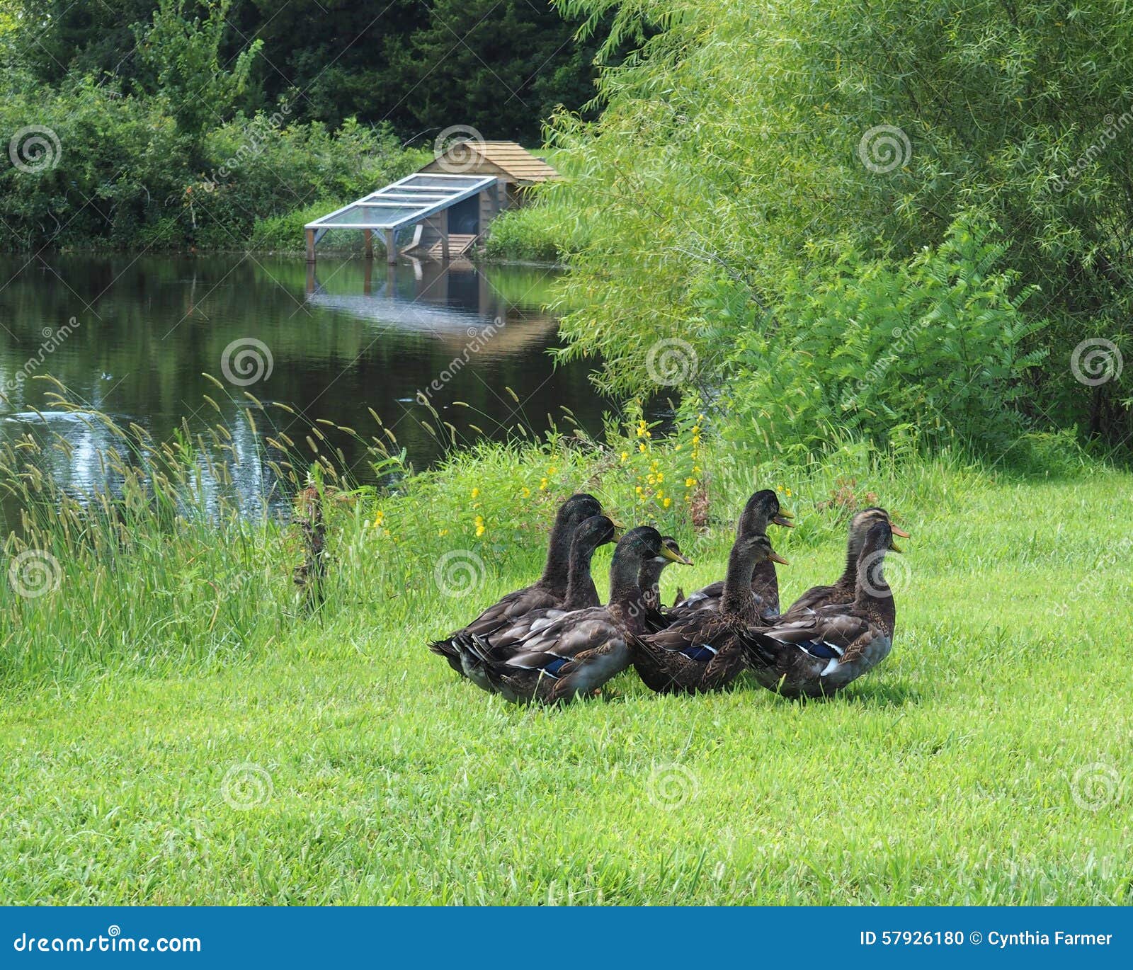 Rouen ducks stock photo. Image of country, drakes, young - 57926180