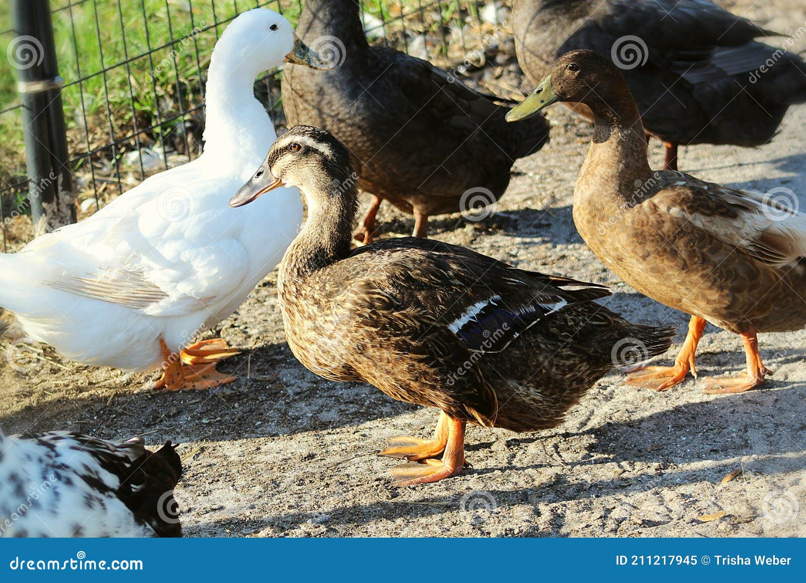 Rouen pato en el centro imagen de archivo. Imagen de waterbird - 211217945