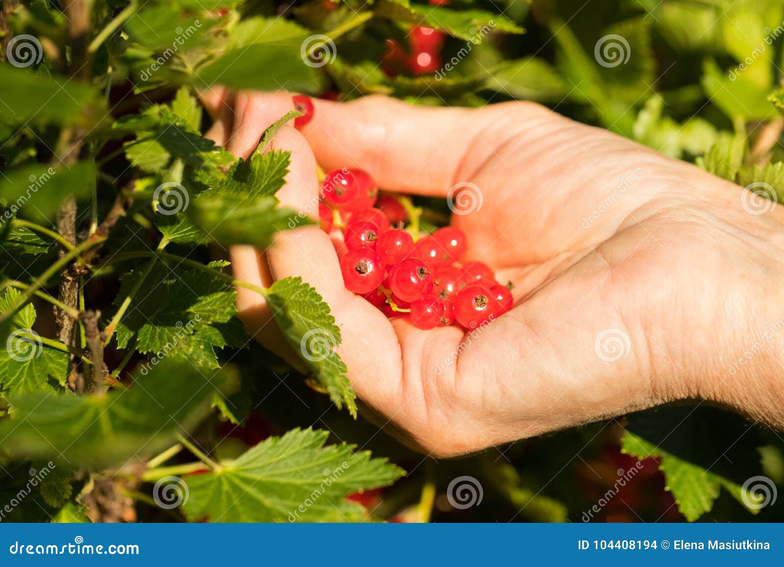 Rouge Berry in Fruit Garden De Rassemblement De Main Photo stock ...