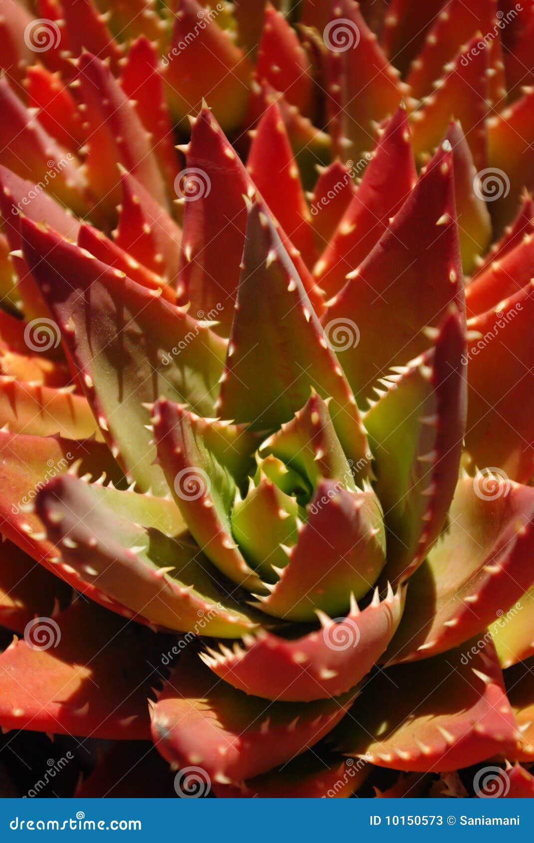 Rouge de cactus image stock. Image du danger, lame, désert - 10150573