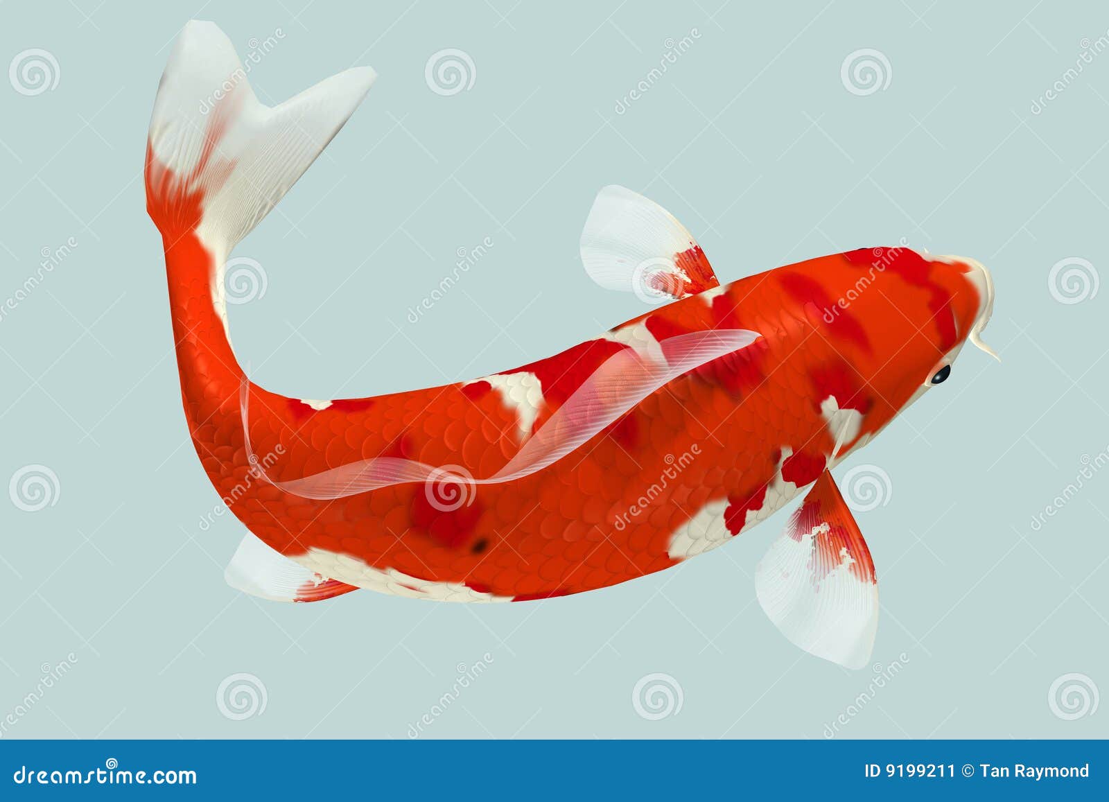 Rouge de koi de poissons illustration stock. Illustration du ...