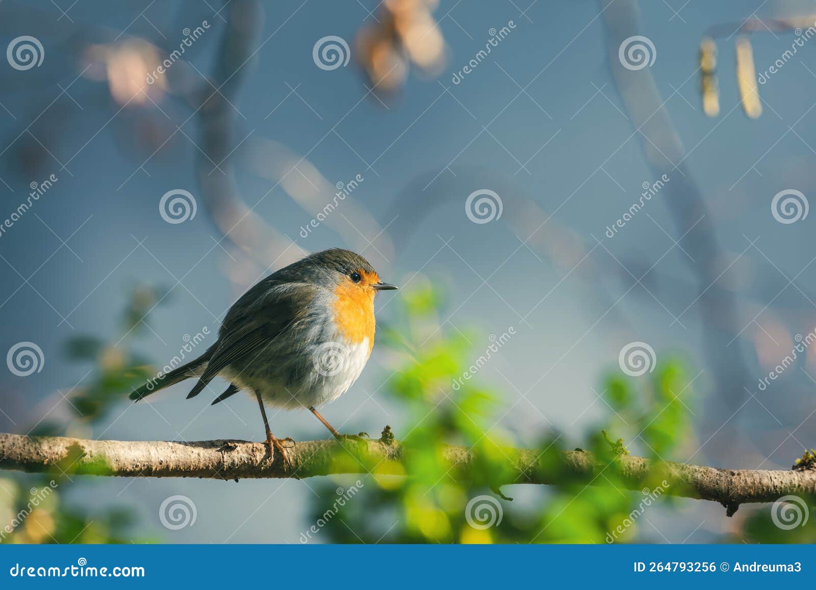 Cute Robin on a Hazel Branch Stock Photo - Image of nature, winter ...
