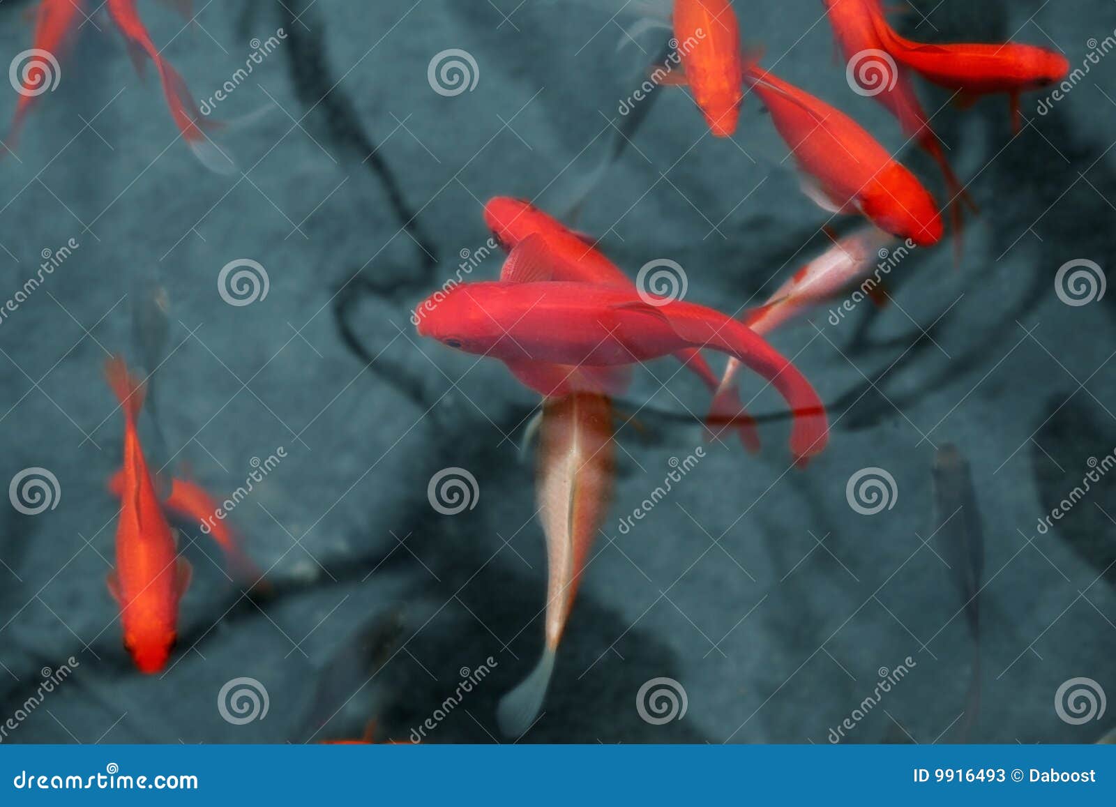 Rouge japonais de poissons image stock. Image du chinois - 9916493