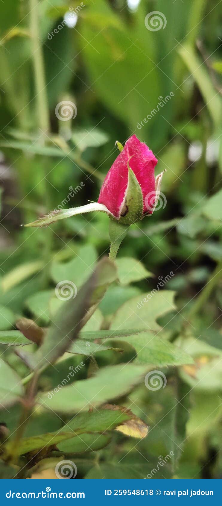 Rouge rose kali photo stock. Image du rouge, rose, temps - 259548618