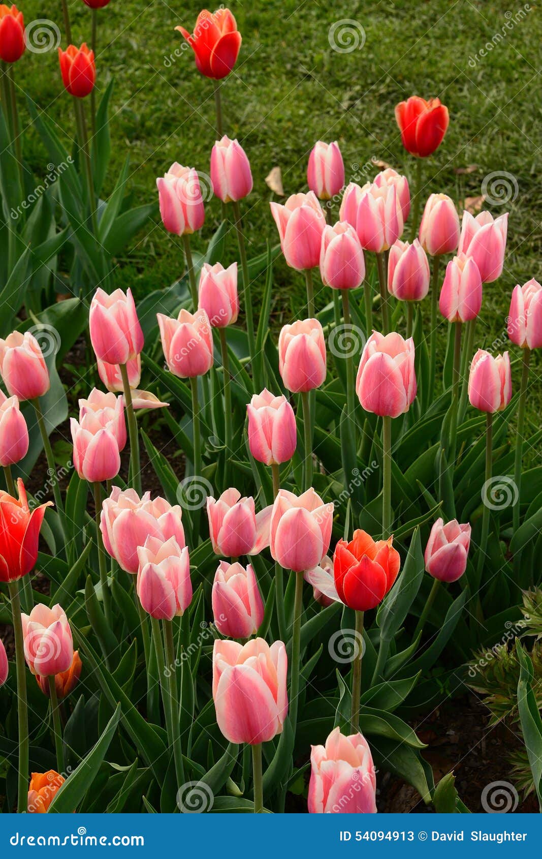 Rouge Vivant En Troupe Le Rose Image stock - Image du configurations ...