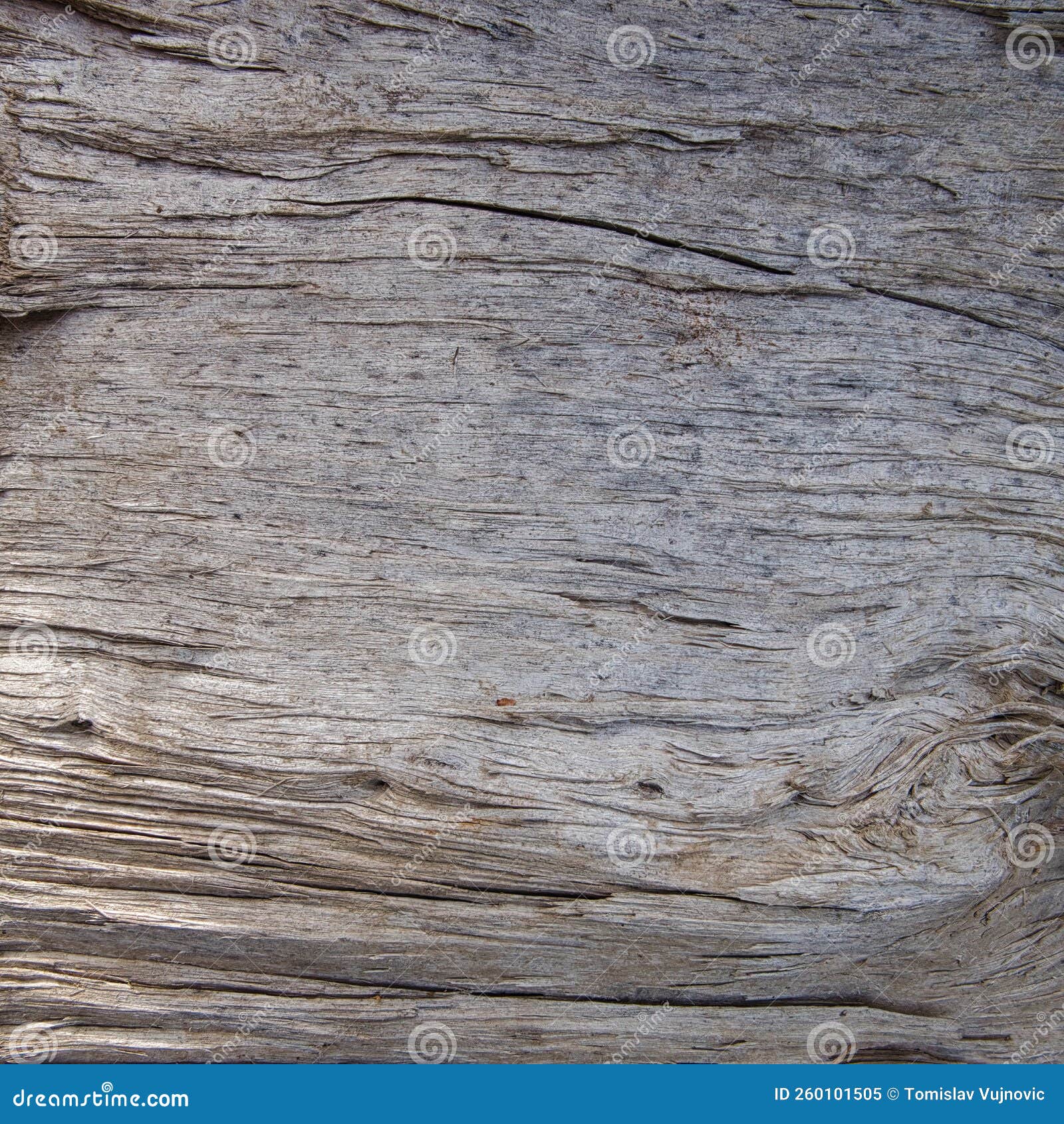 Rough Aged Withered Dead Wood Texture Stock Image - Image of hardwood ...