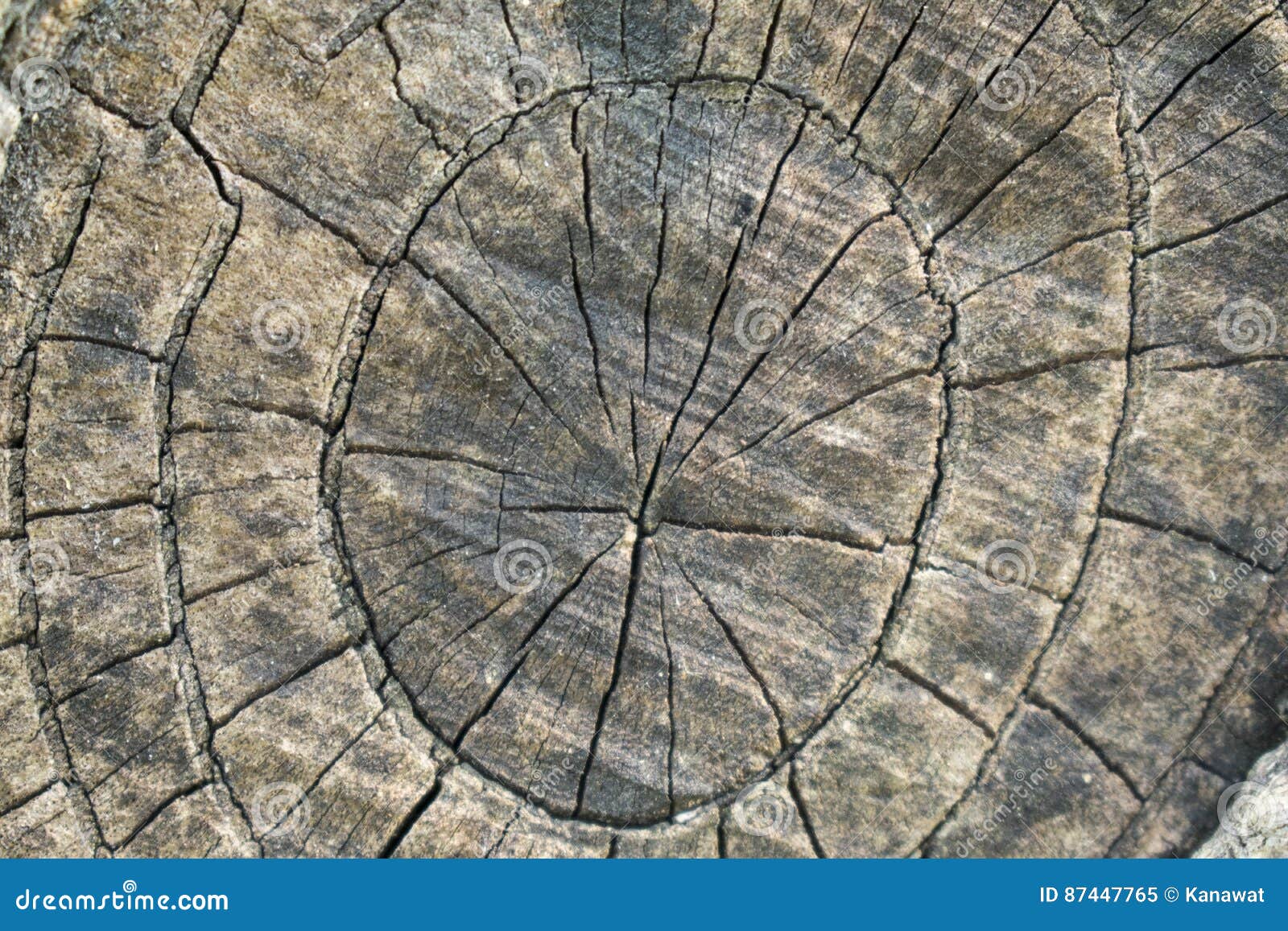 Rough Aged Wood Textured Tree Rings Stock Image - Image of nature ...