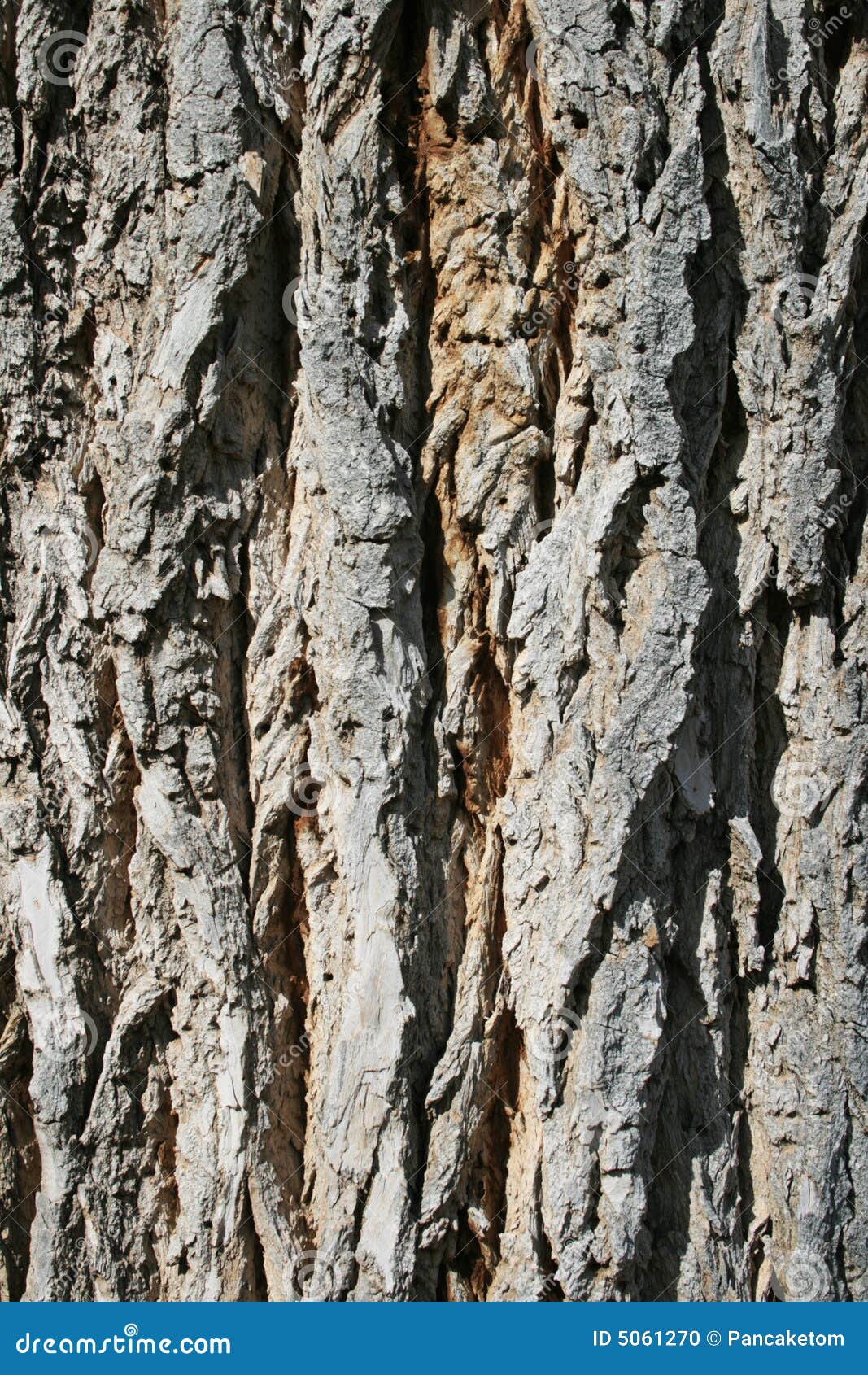 Rough Bark Of A Big Tree. Royalty-Free Stock Photography ...