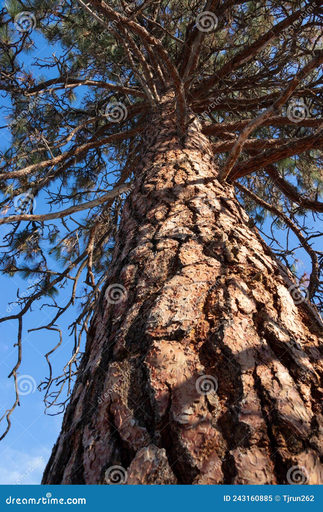 Rough Bark an Branches on a Ponderosa Pine Tree Stock Image - Image of ...