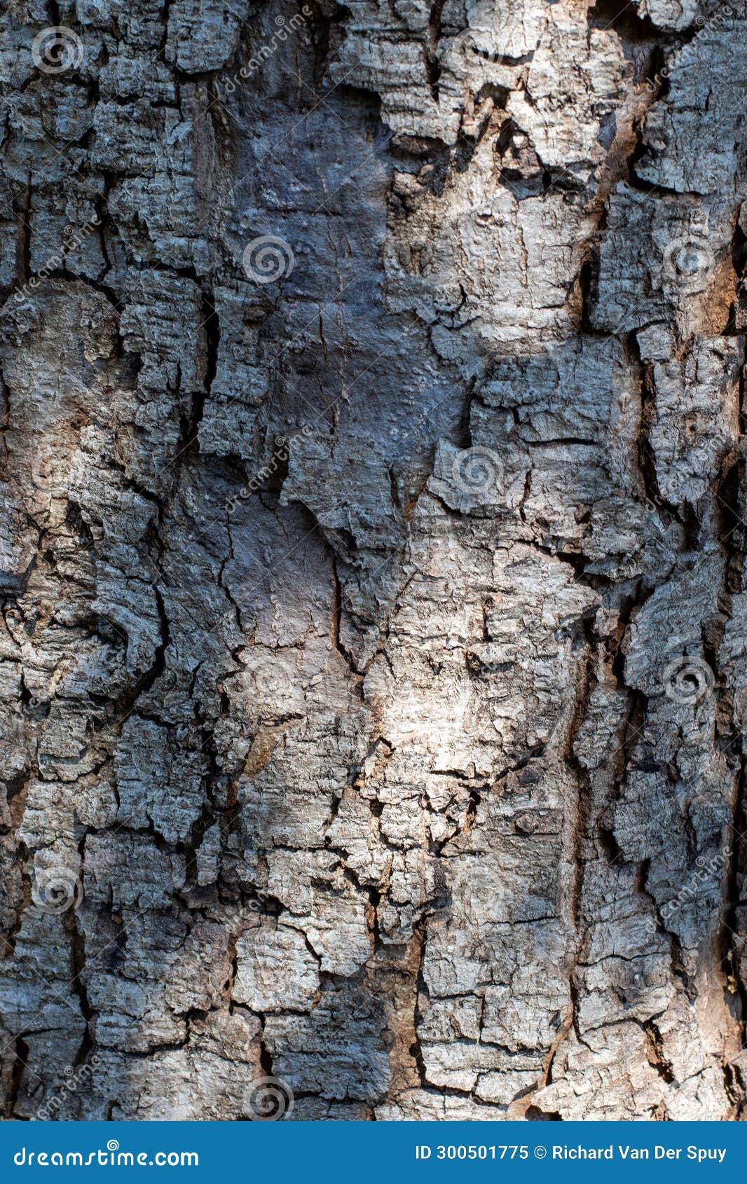 Rough Bark in Dappled Sunlight Stock Image - Image of rough, bark ...