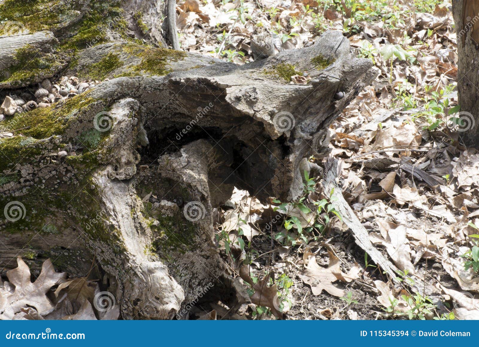 Fallen tree texture detail stock photo. Image of moss - 115345394