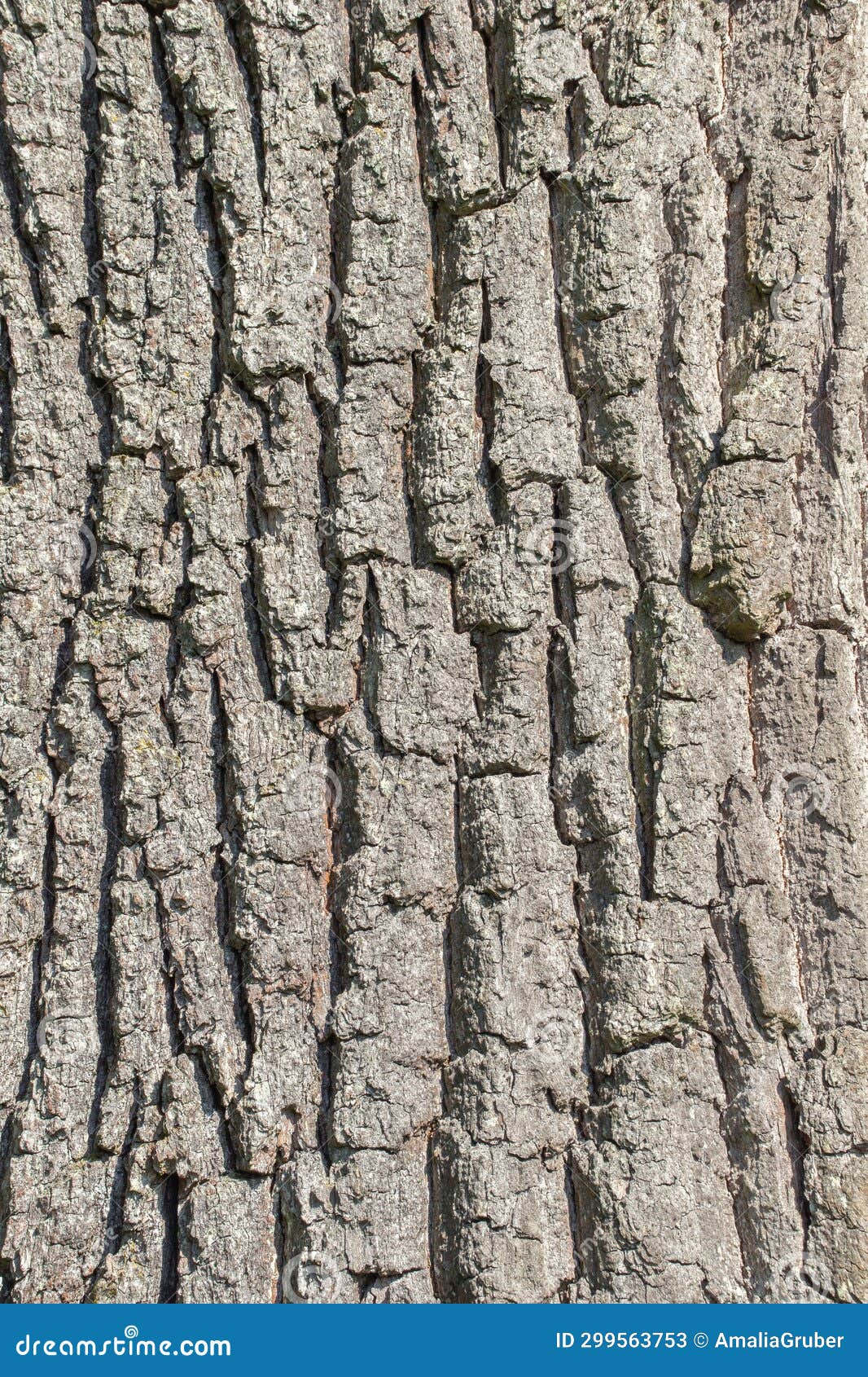Rough Bark of an Oak Tree (Quercus). Stock Image - Image of structure ...