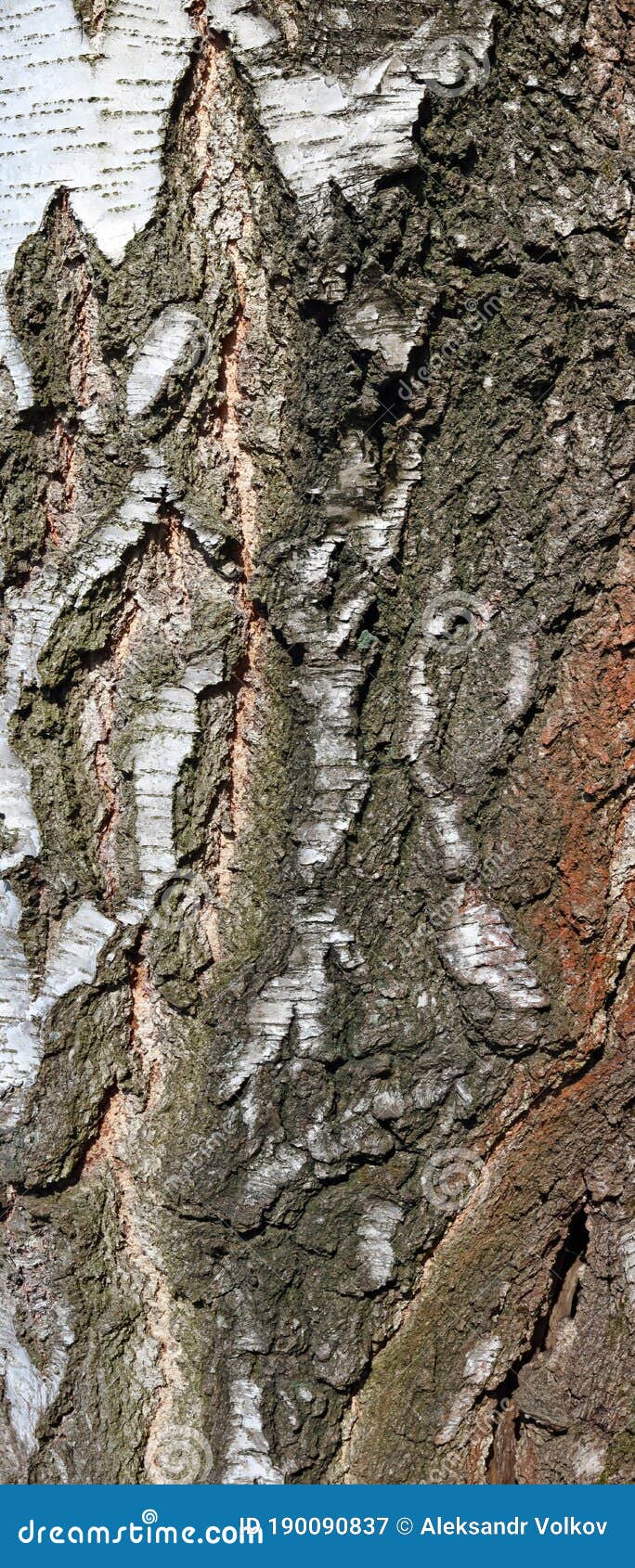 Rough Bark of an Old Birch Tree Stock Image - Image of environment ...