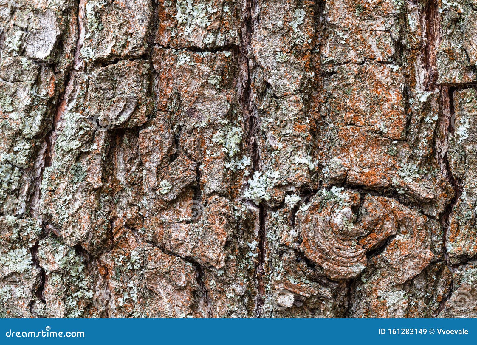 Rough Bark on Old Trunk of Pear Tree Close Up Stock Image - Image of ...