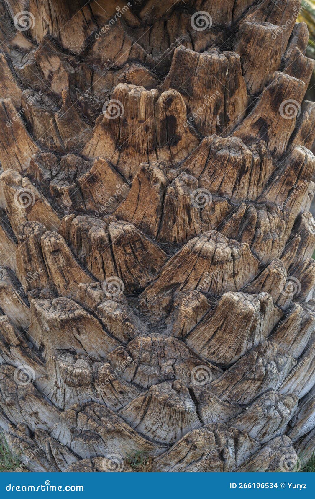 Rough bark of palm tree stock photo. Image of natural - 266196534