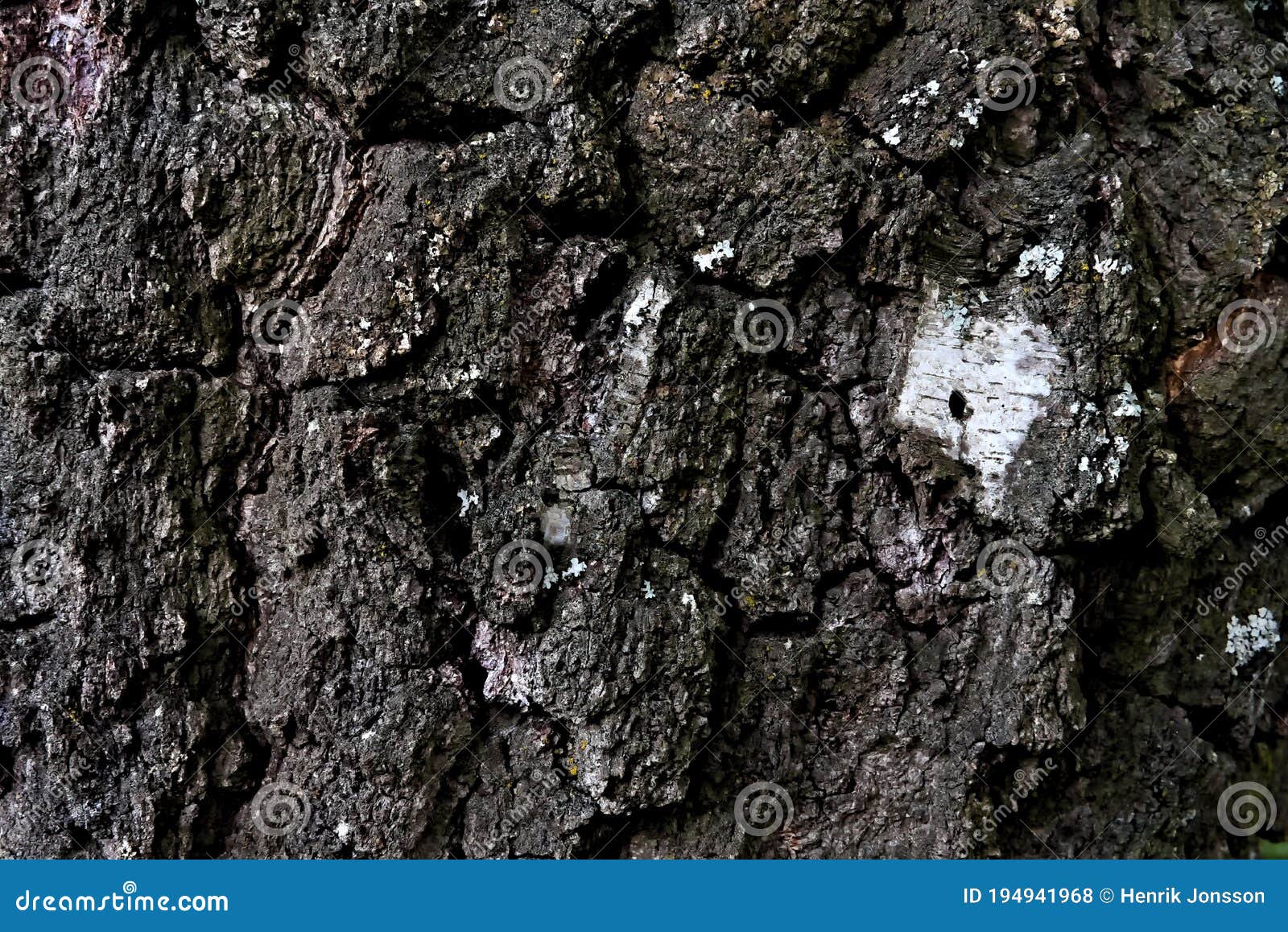 Close Up of Old Rough Birch Bark Stock Photo - Image of deep, bark ...