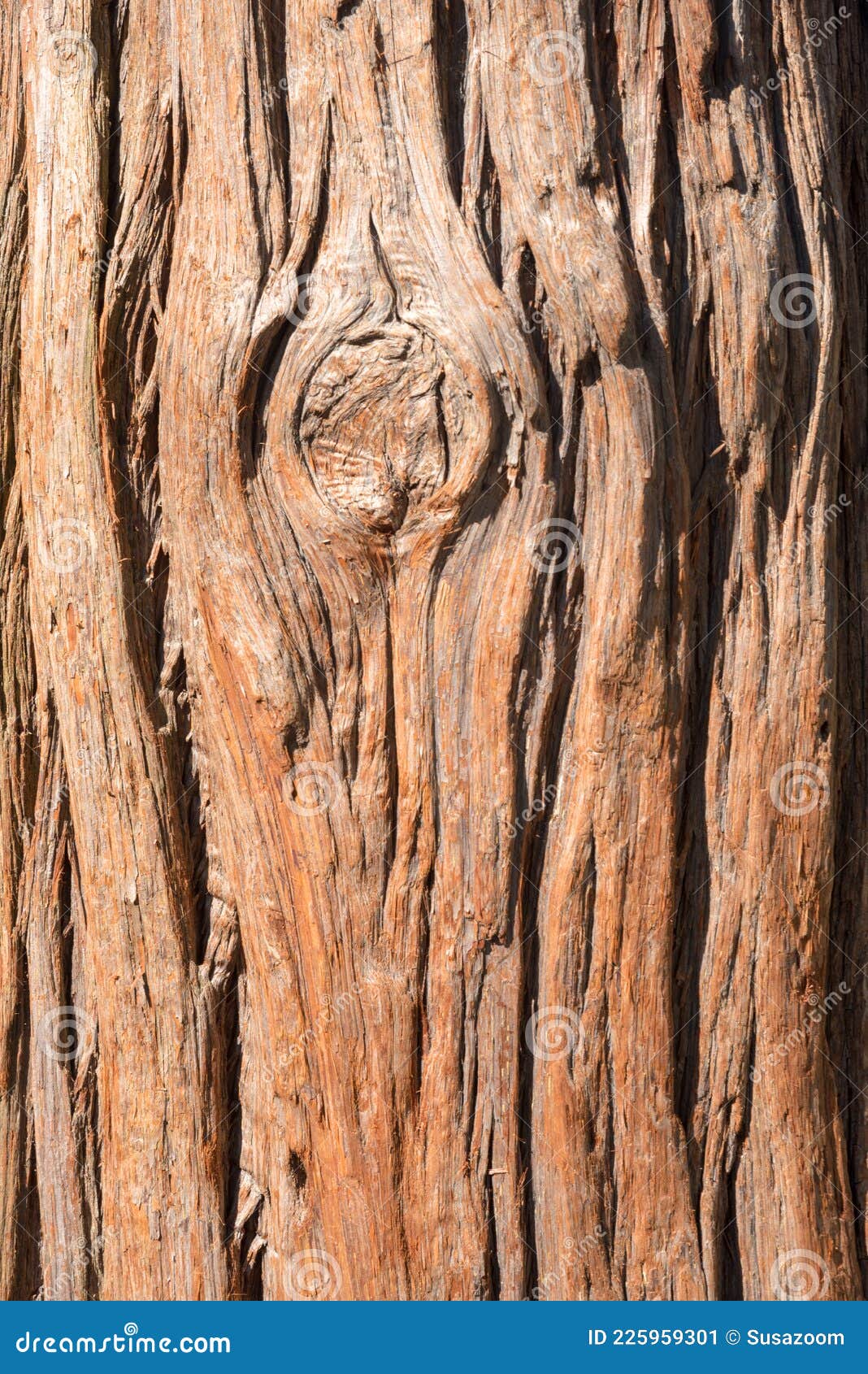 Rough Bark of a Redwood Tree Stock Image - Image of redwood, grooved ...
