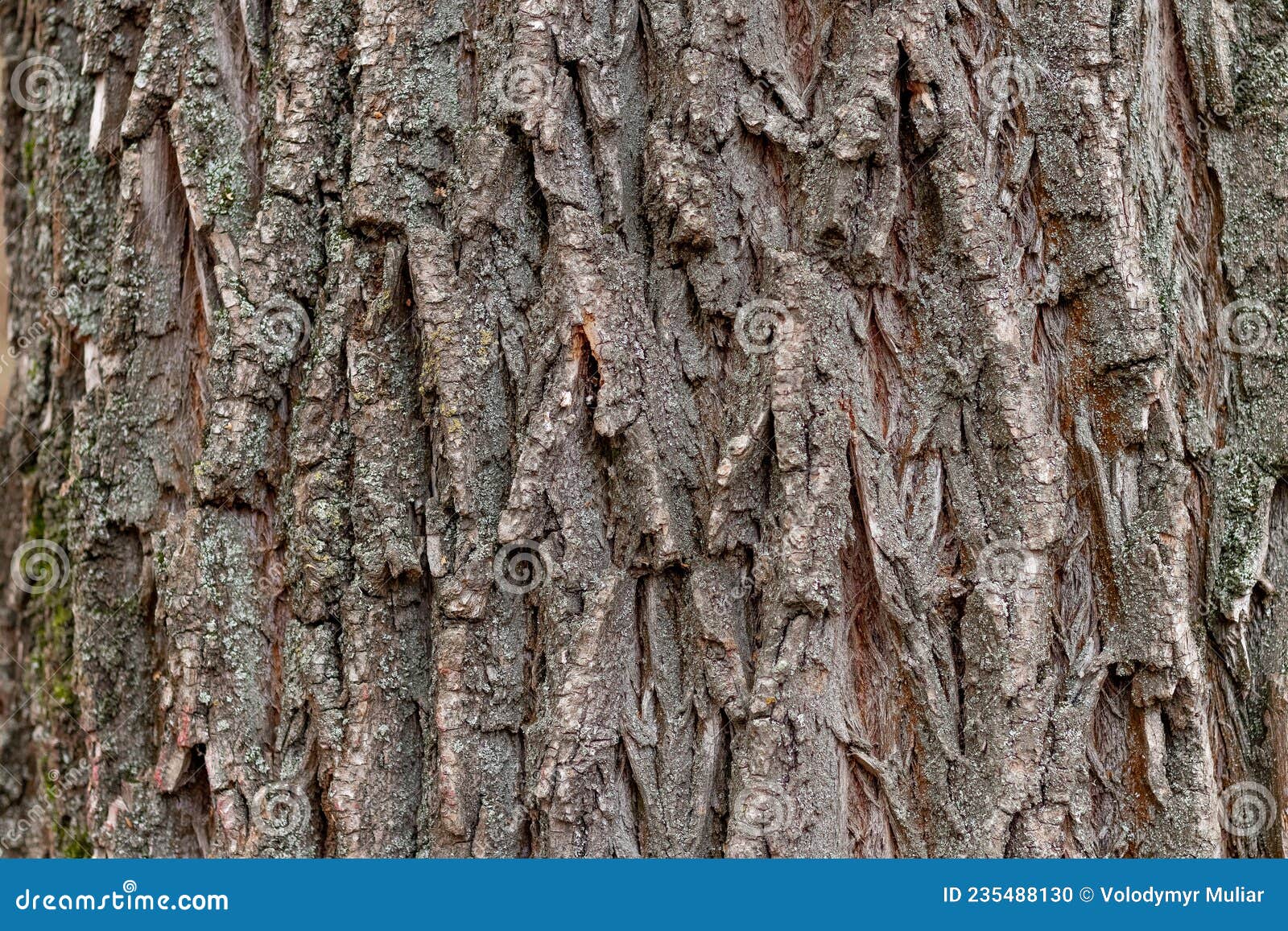 Rough Bark Texture Close Up, Background for Design Stock Photo - Image ...