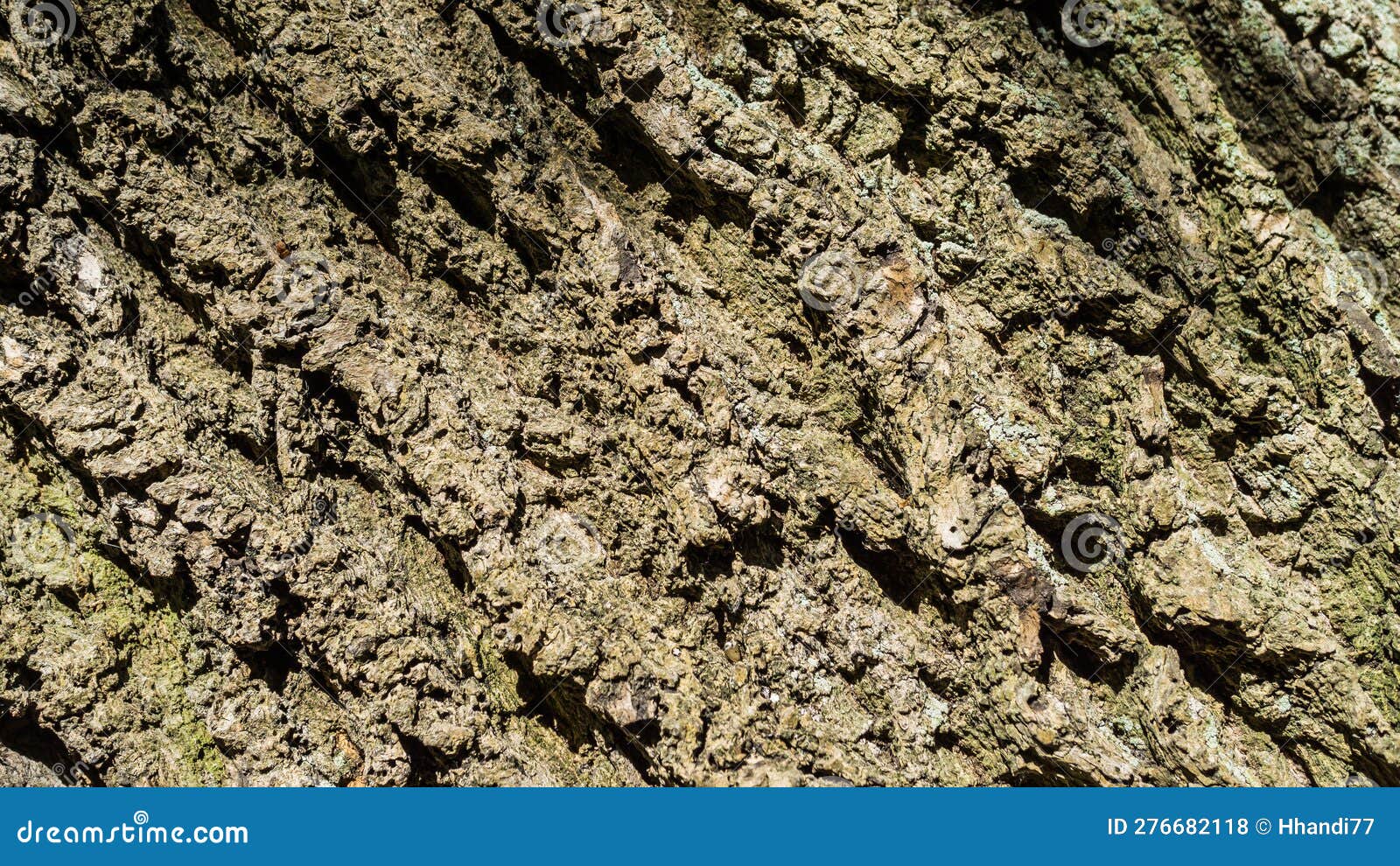 Rough bark of a tree stock photo. Image of organic, rills - 276682118
