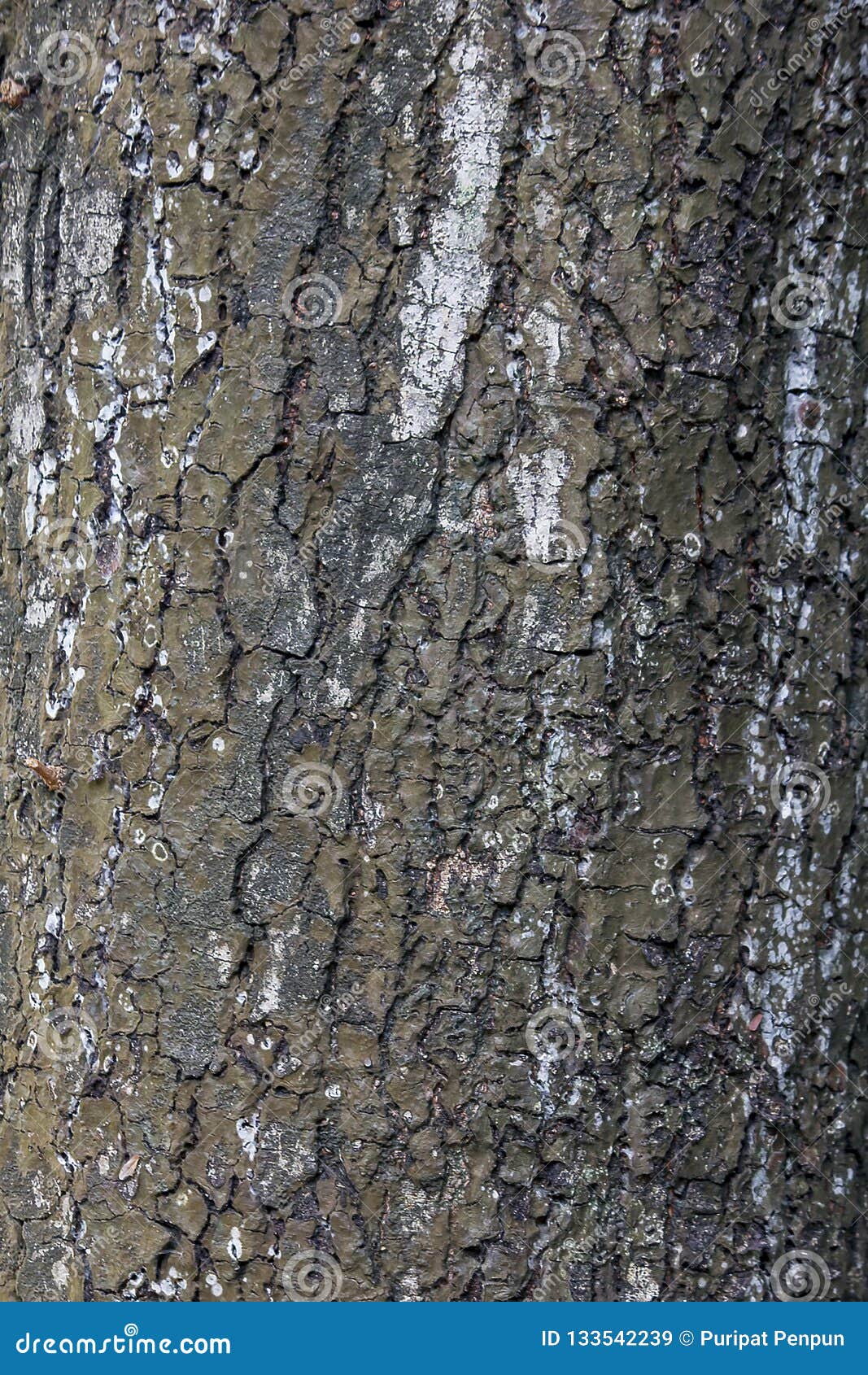 The rough bark of a tree stock image. Image of line - 133542239