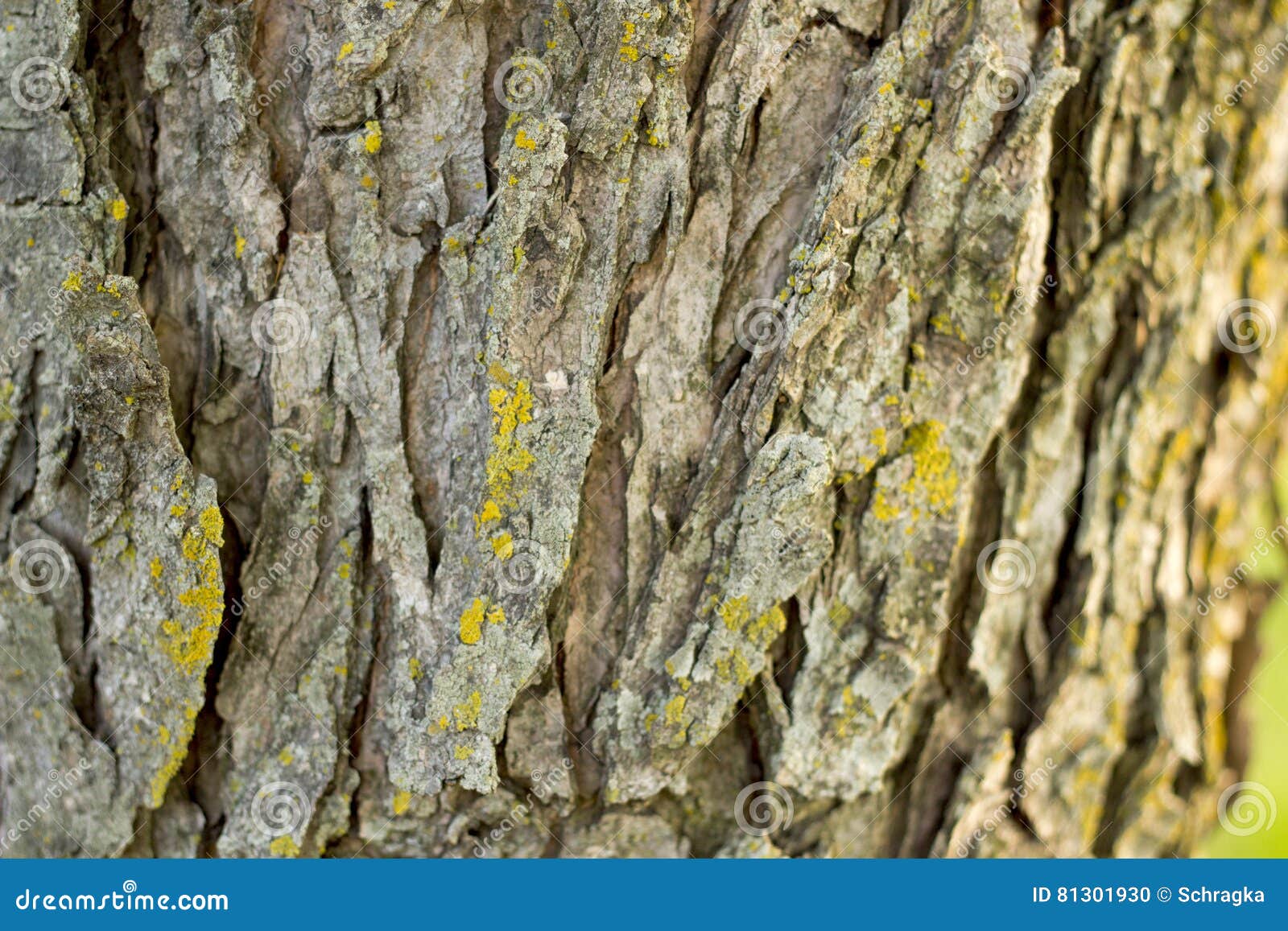 Rough bark on a tree stock photo. Image of rough, summer - 81301930