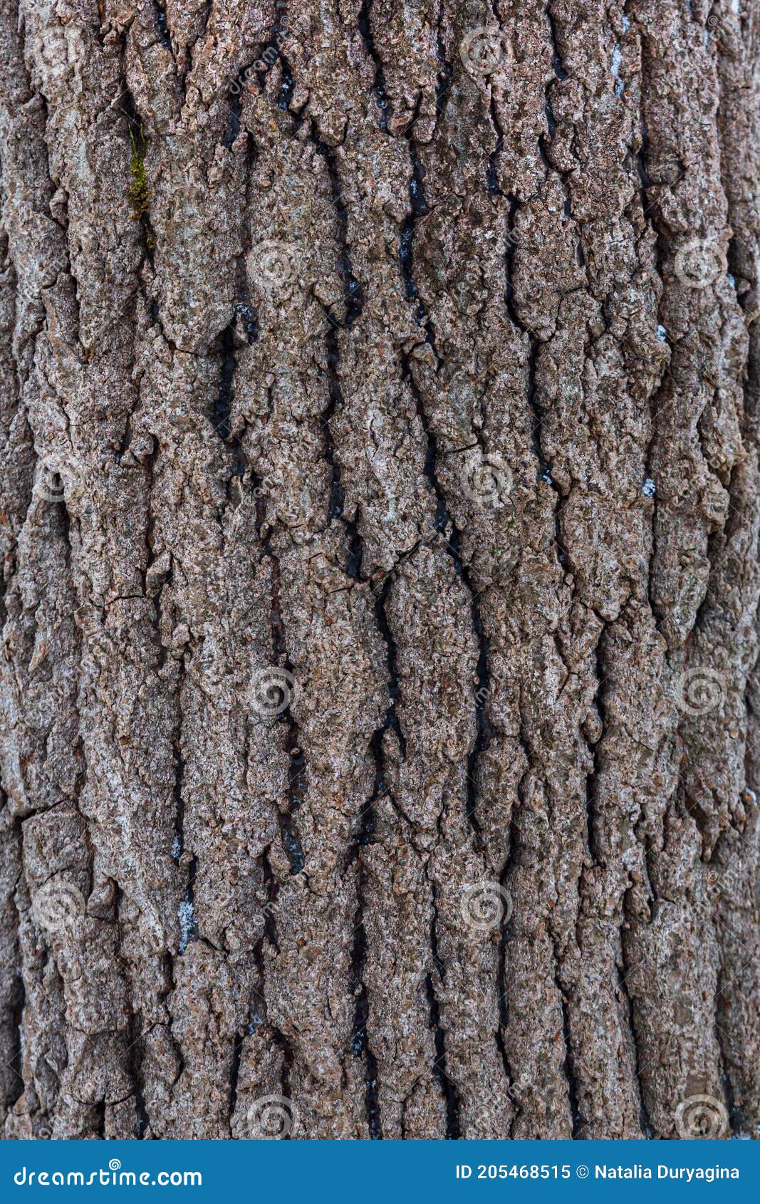 Rough Bark of a Tree Trunk Closeup. Vertical Natural Background, Wood ...