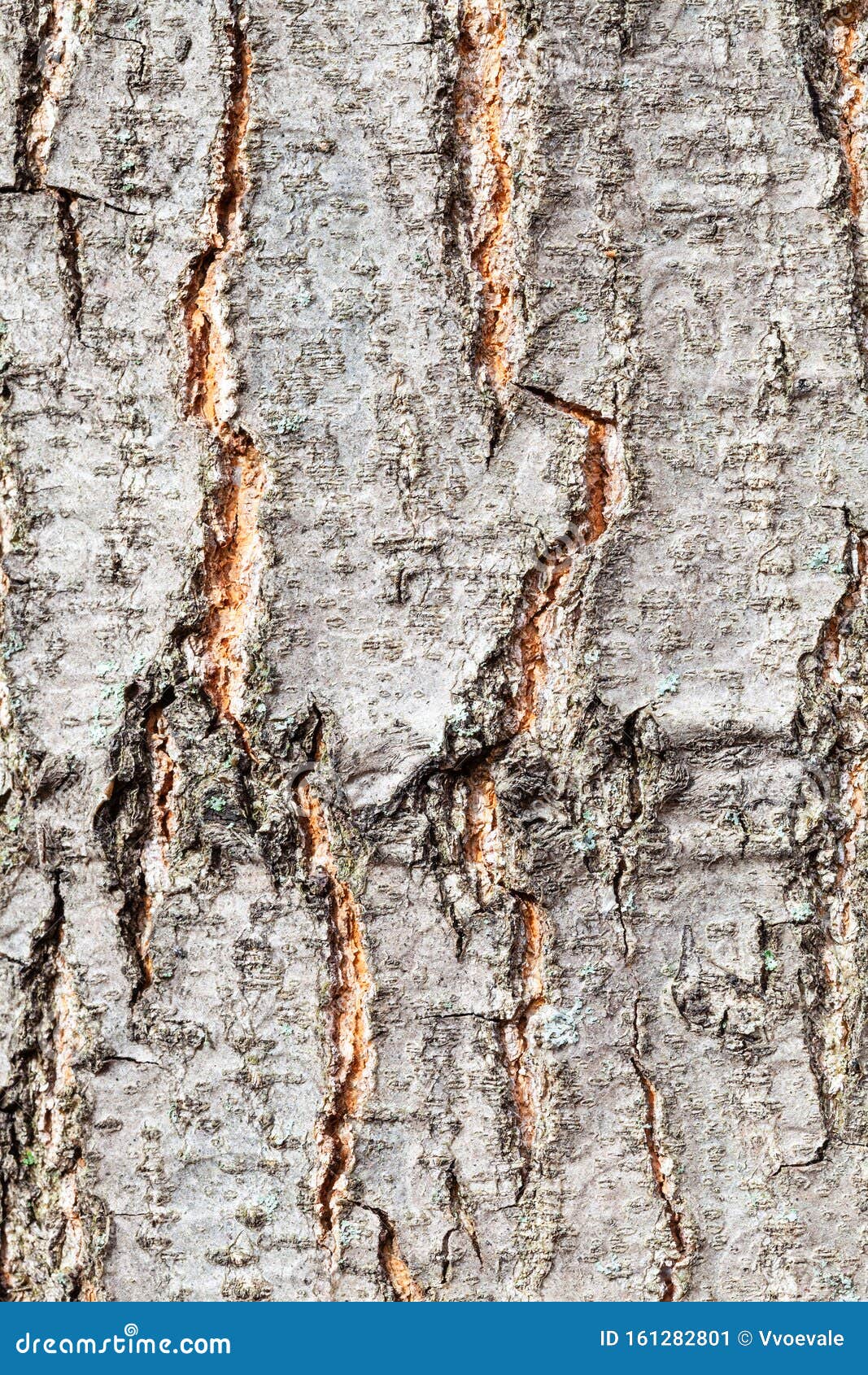 Rough Bark on Trunk of Red Oak Tree Close Up Stock Image - Image of ...