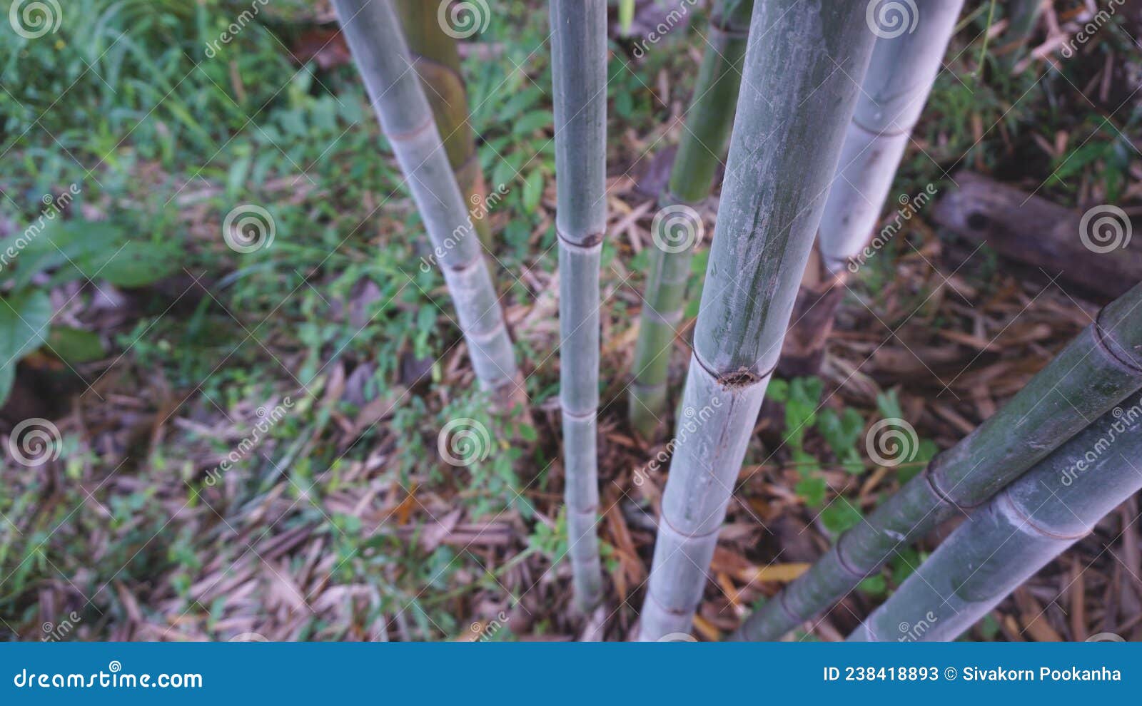 White Bamboo, Straight, Strong, Natural, Beautiful Bamboo Planted in ...