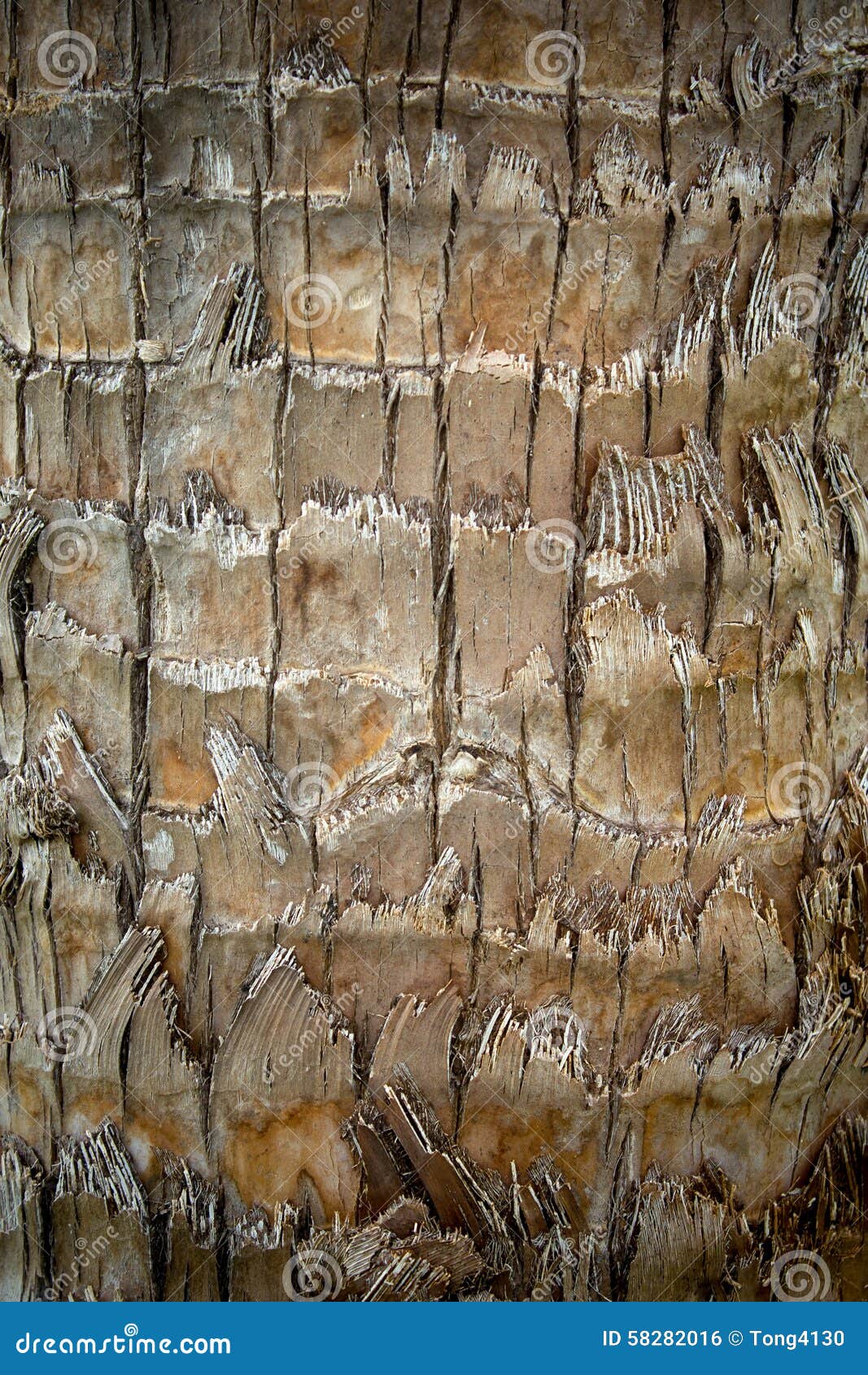 Rough Brown Palm Tree Wood Bark Natural Texture Background. Stock Photo ...