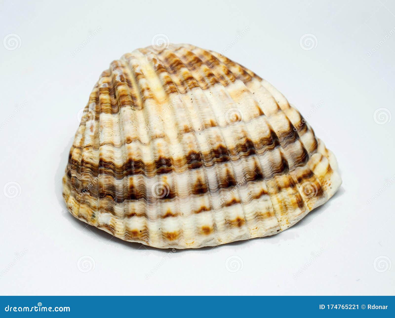 Rough Brown Shell of Cockle Isolated on White Stock Image - Image of ...