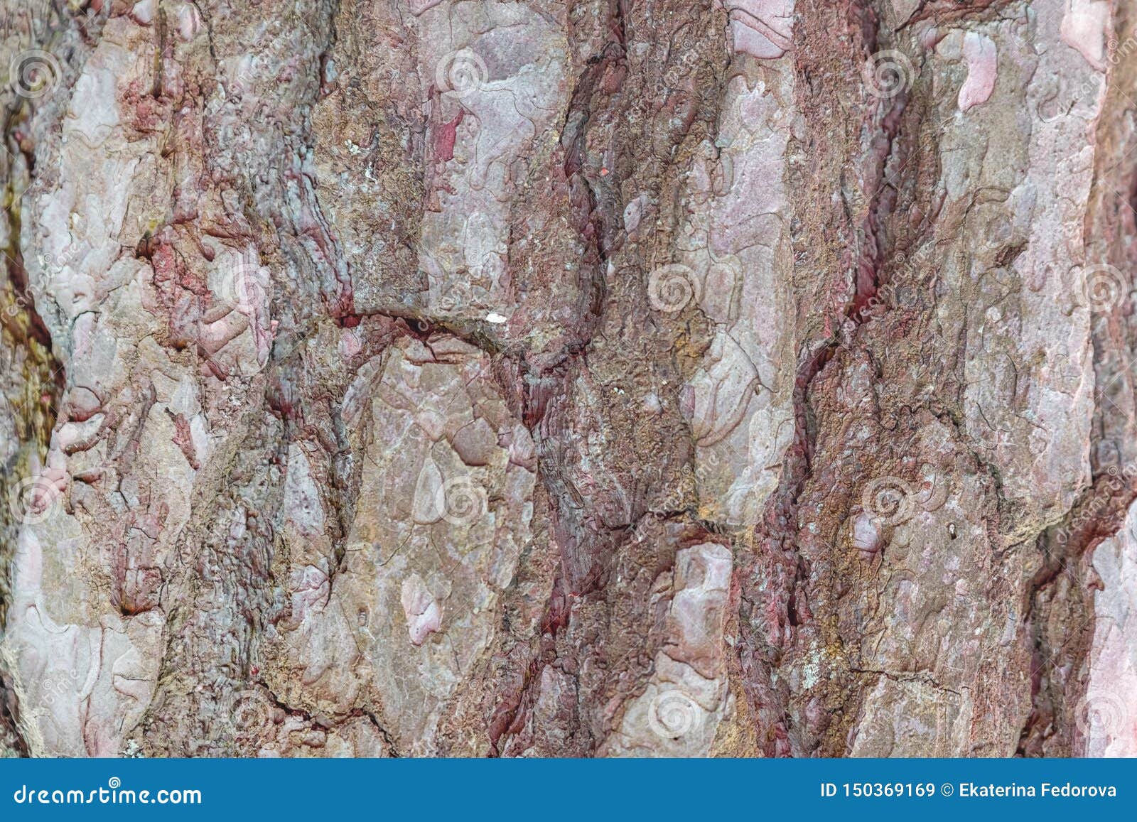 Rough Brown Tree Bark Textured Surface Pattern Stock Image - Image of ...