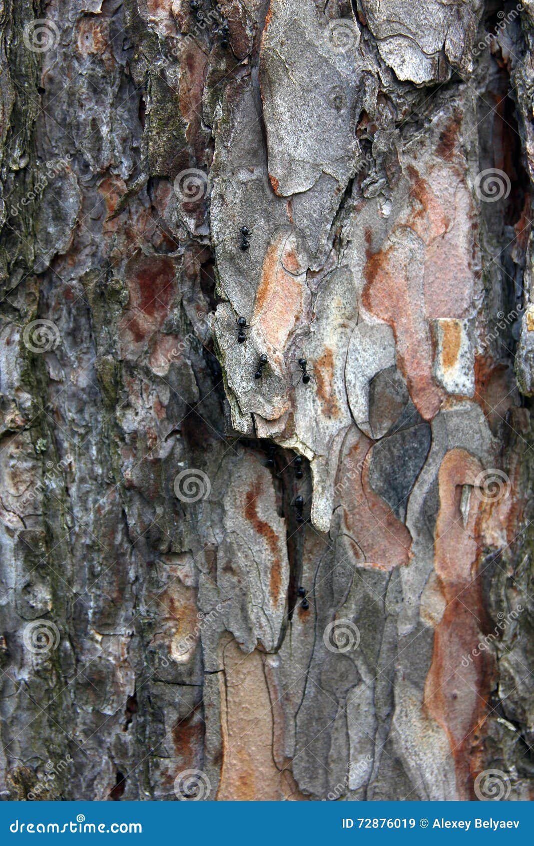 Rough Bumpy Pine Bark of Pine Tree with Small Black Ants on it F Stock ...