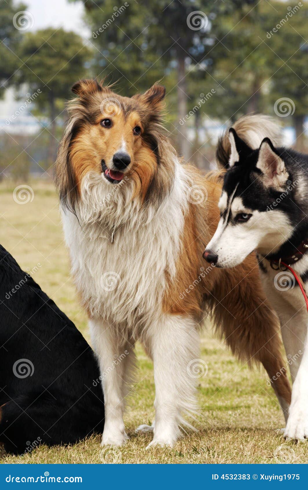 Rough collie stock image. Image of domestic, companion - 4532383