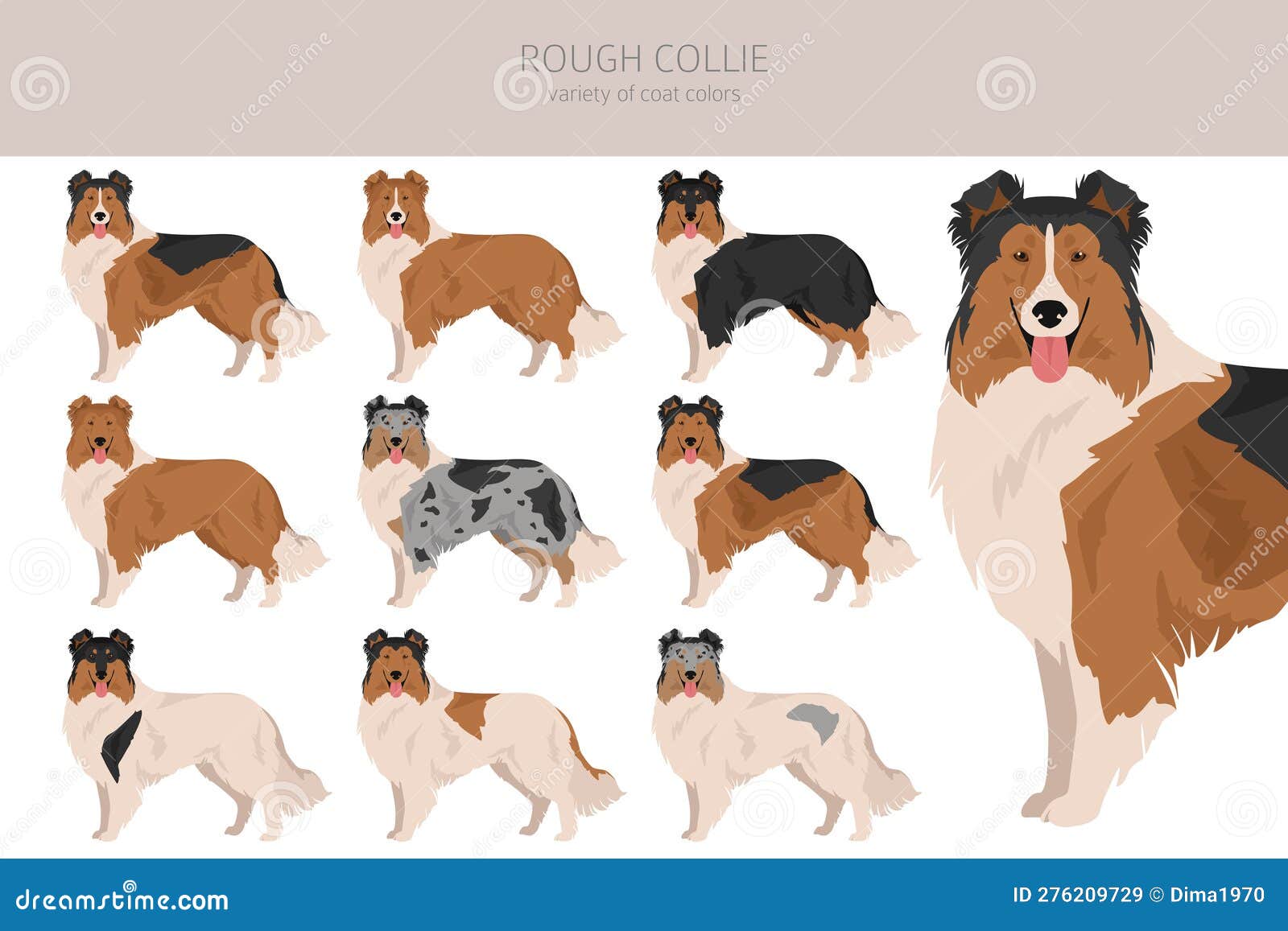Rough Collie Clipart. Different Poses, Coat Colors Set Stock Vector ...