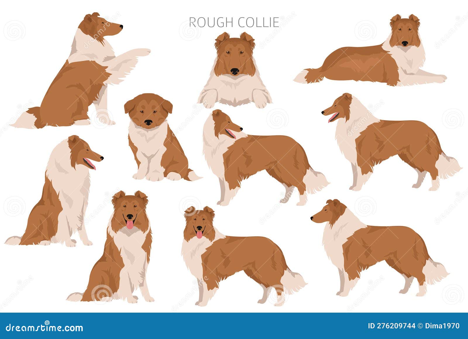 Rough Collie Clipart. Different Poses, Coat Colors Set Stock Vector ...
