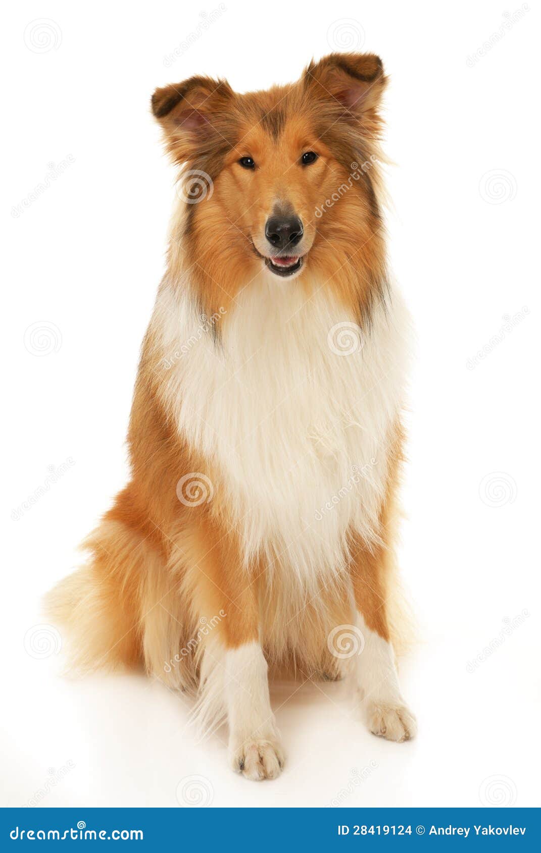 Rough Collie dog stock photo. Image of rough, breed, sitting - 28419124