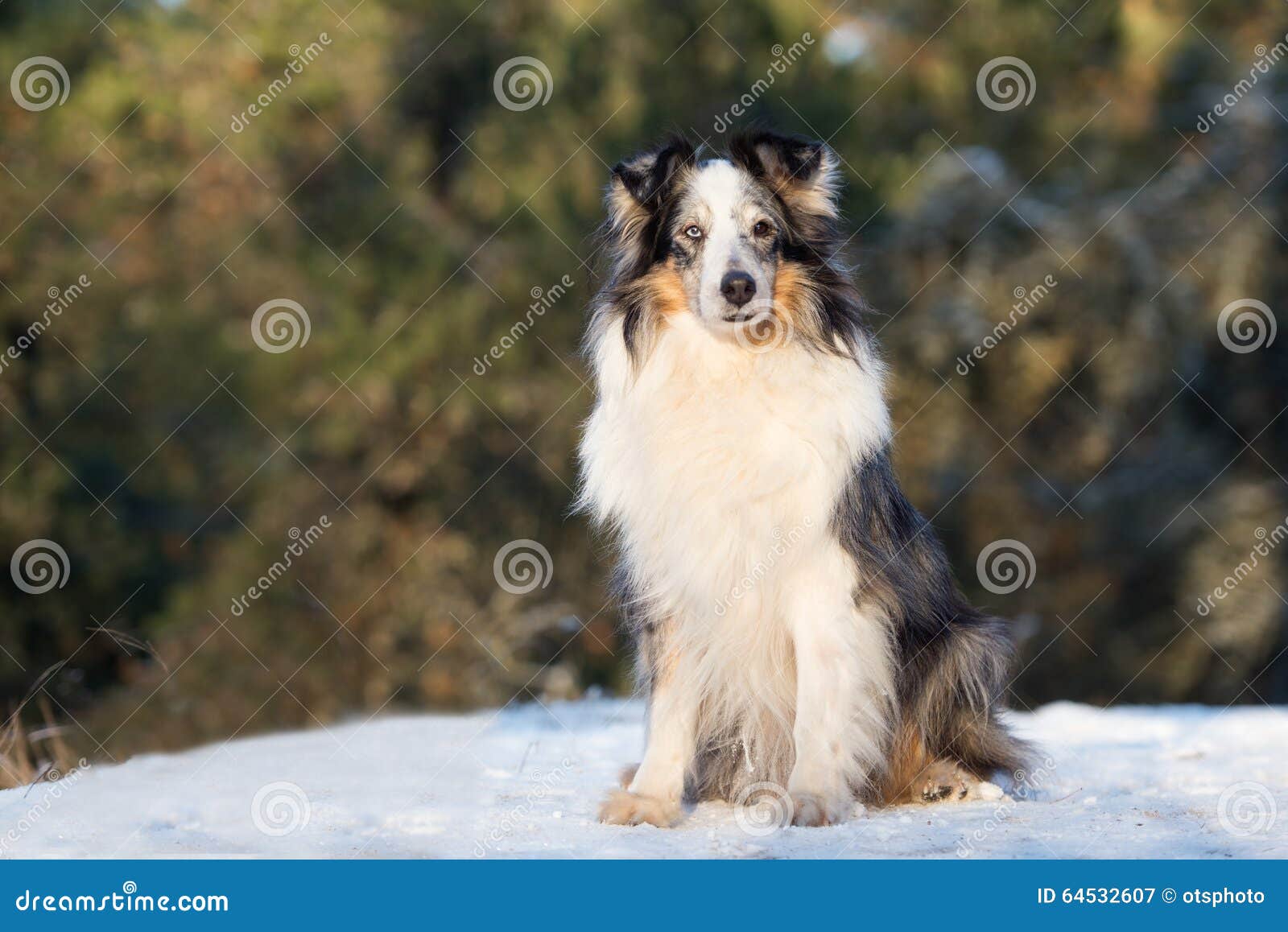Rough Collie Dog Outdoors in Winter Stock Image - Image of nature ...
