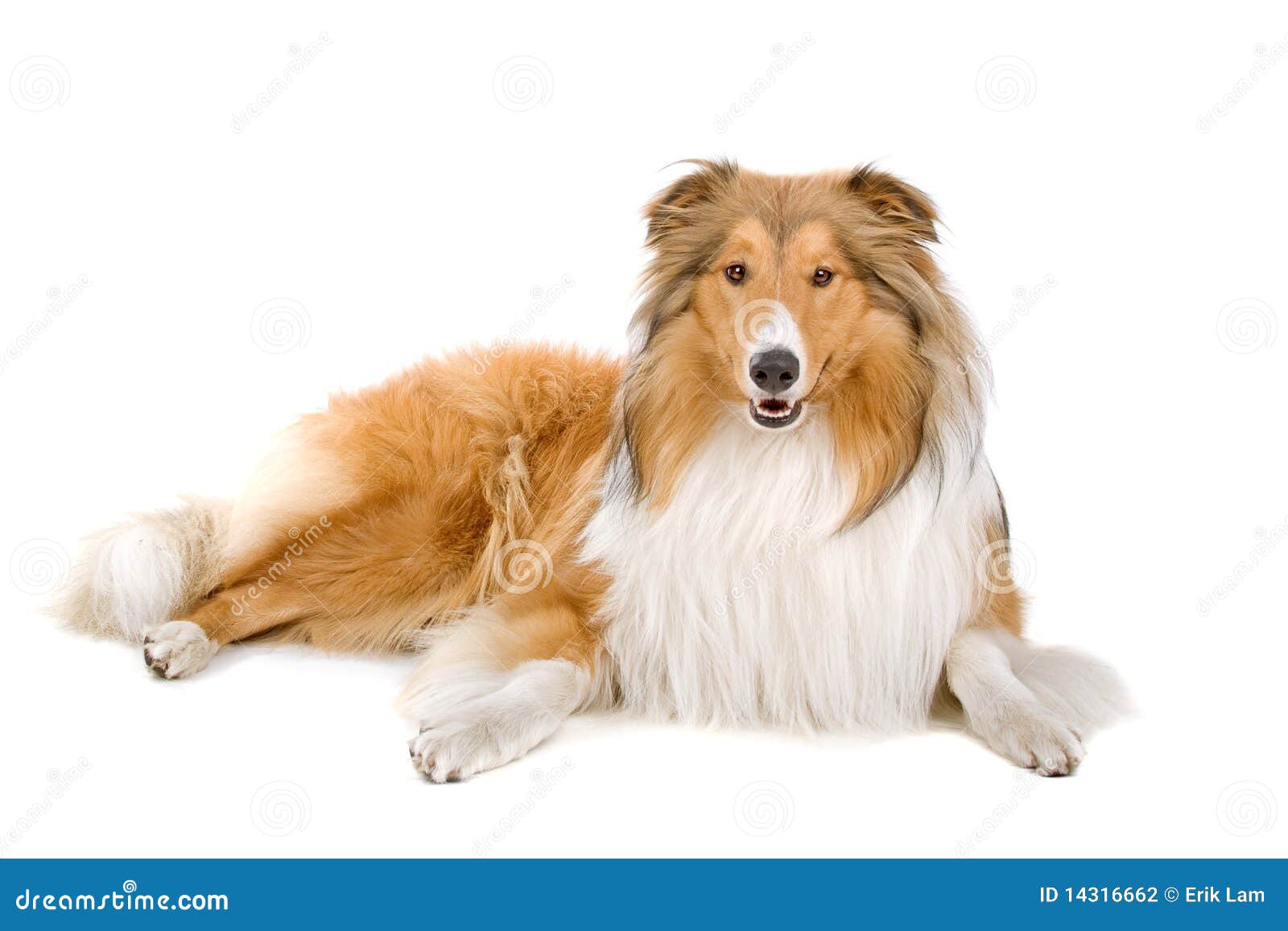 Rough Collie - Scottish Shepherd Stock Photo - Image of white, pure ...