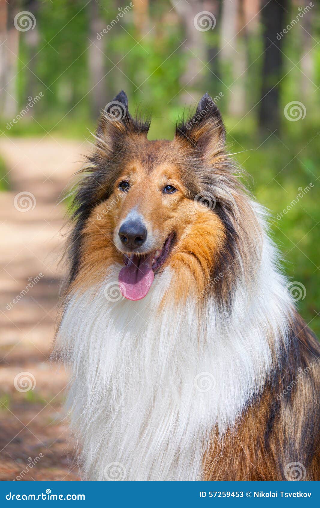 Rough Collie stock image. Image of domestic, haired, back - 57259453