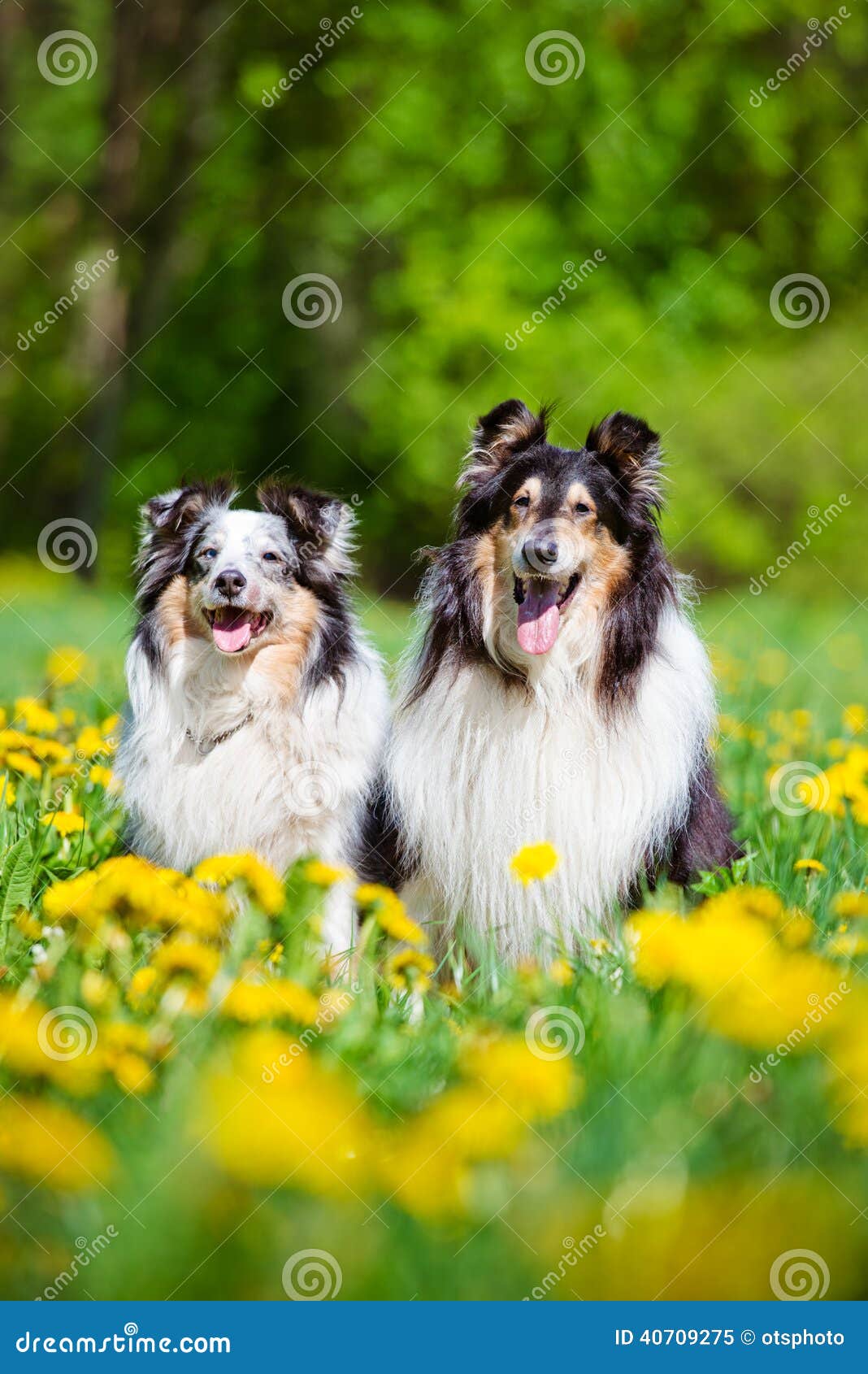 Rough Collie and Sheltie Dogs Stock Image - Image of merle, front: 40709275