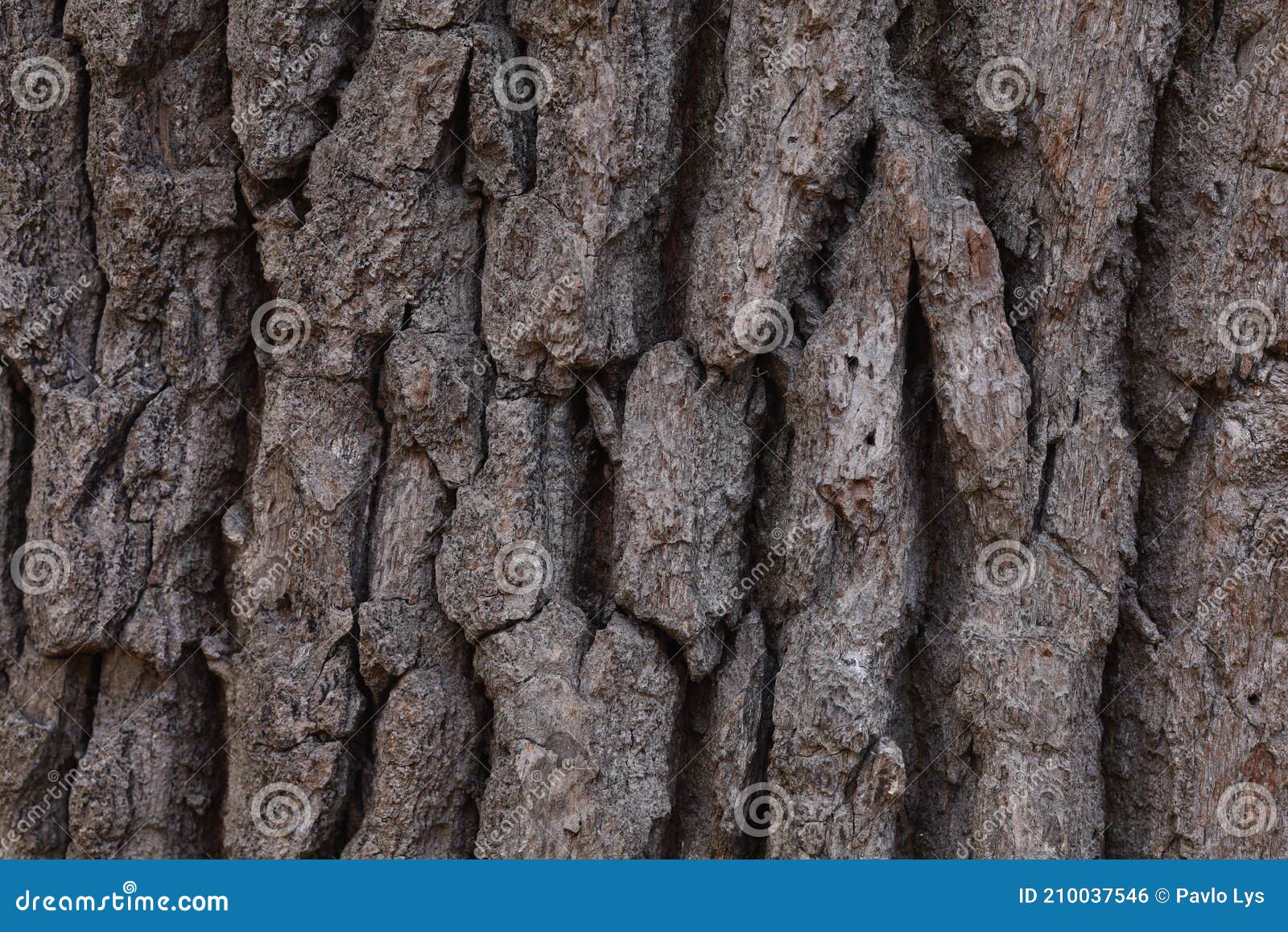 Rough Corrugated Tree Bark Closeup Texture Stock Photo - Image of ...