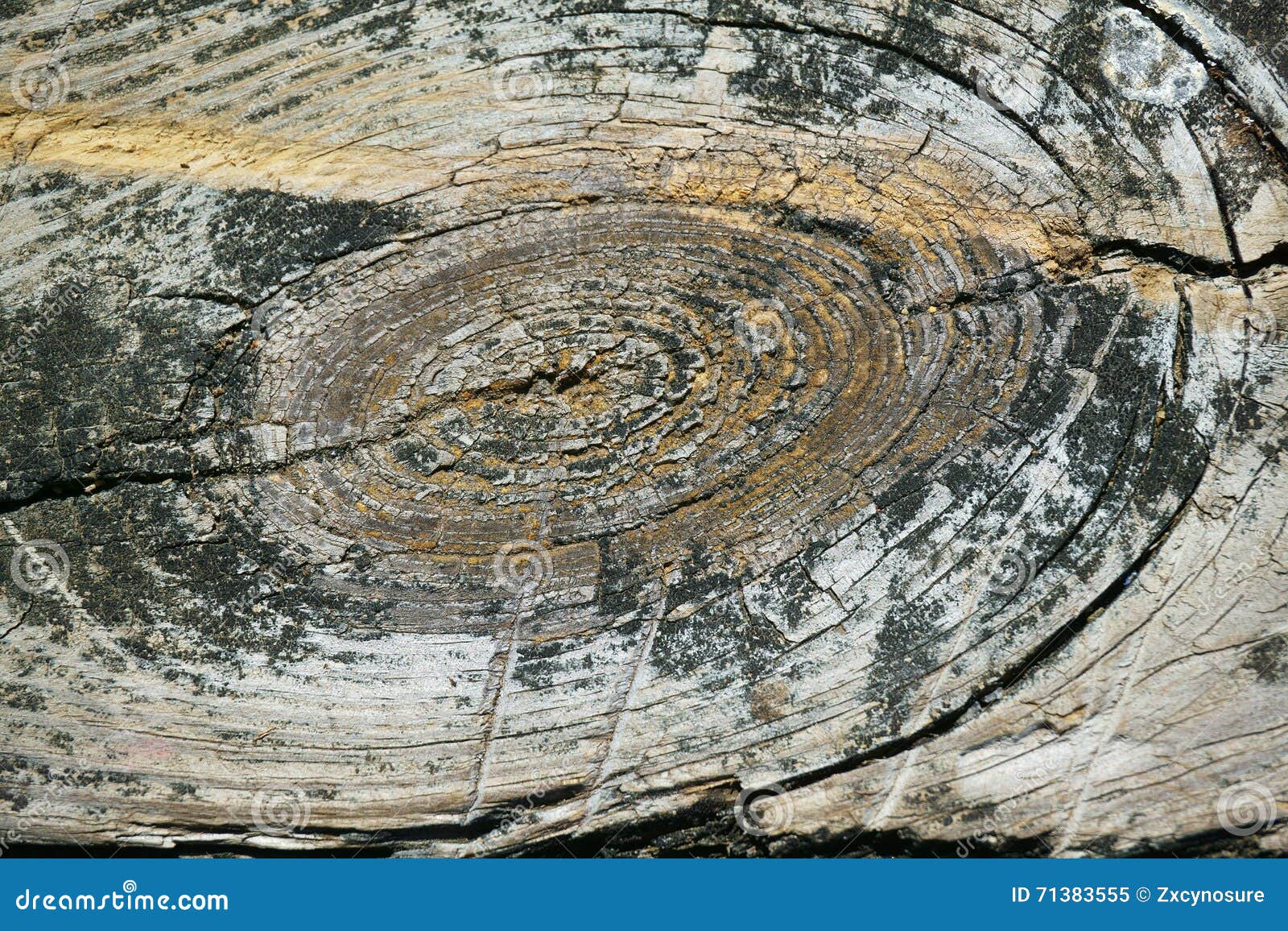 Rough cross section of log stock image. Image of macro - 71383555