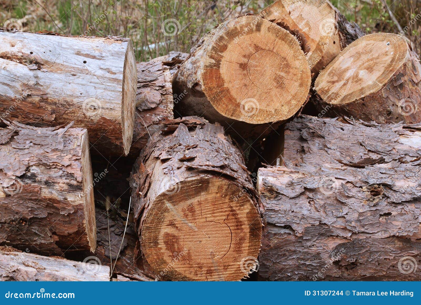 Rough cut logs stock photo. Image of recreation, growth - 31307244