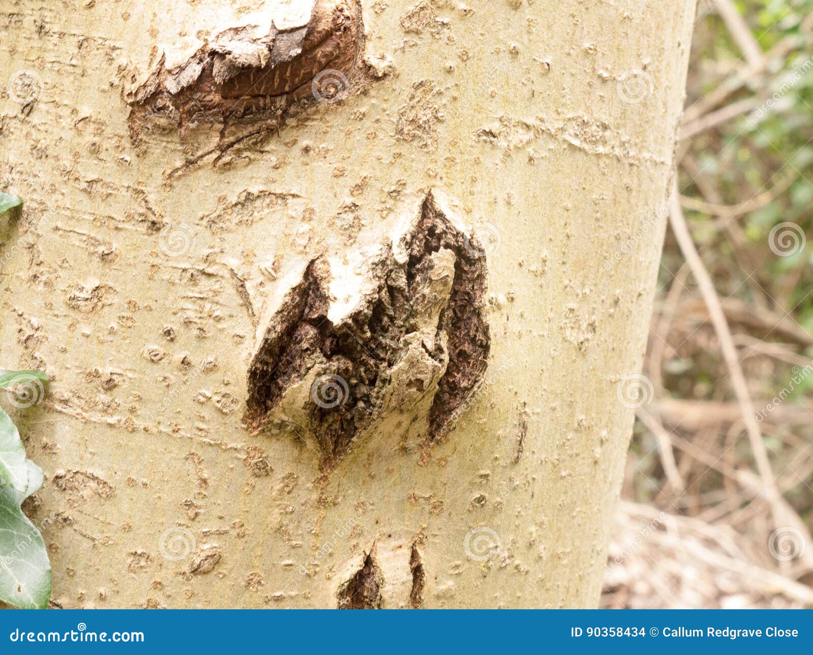 The Rough and Cut Texture of Tree Bark Stock Photo - Image of material ...