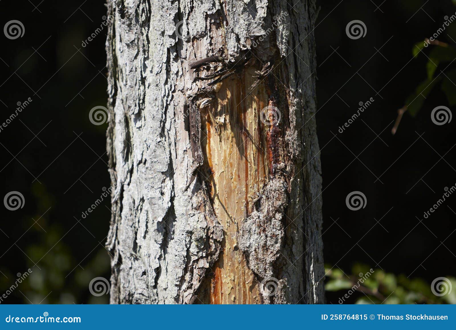 Rough and Damaged Bark of a Tree Stock Image - Image of damage, damaged ...