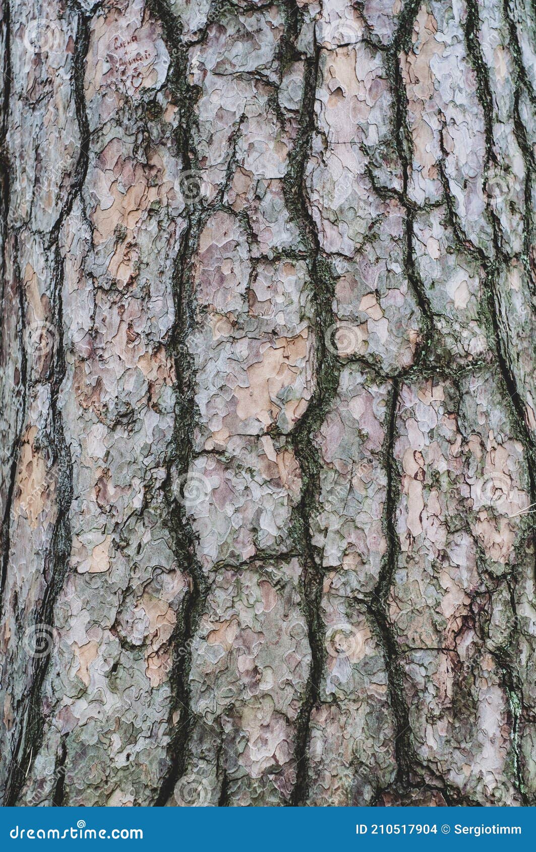 Rough Deciduous Tree Bark, Rough Surface Texture, Simple Background ...