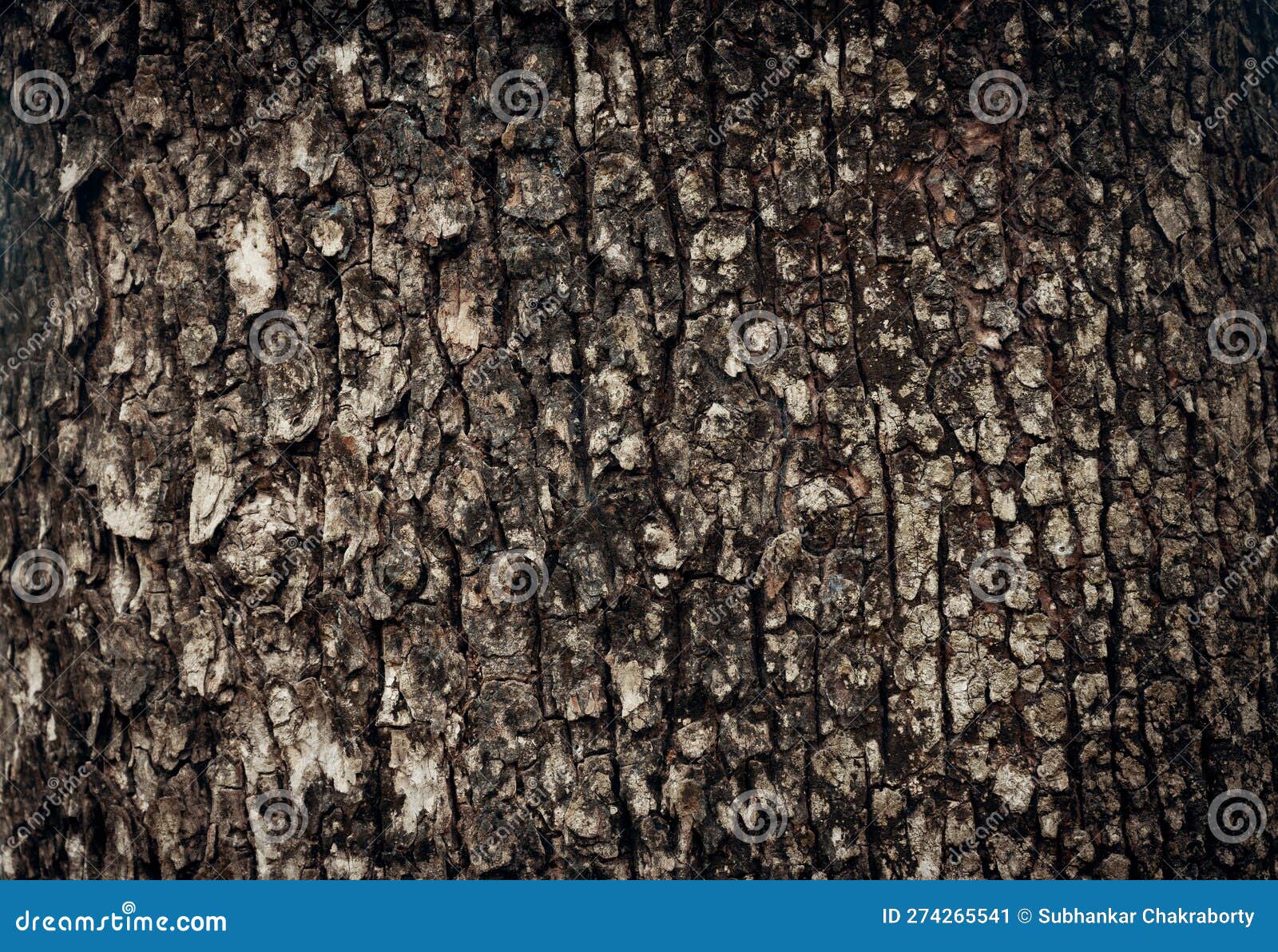 Rough Dirty Old Tree Bark for Background Use. Dirty Wallpaper. Stock ...